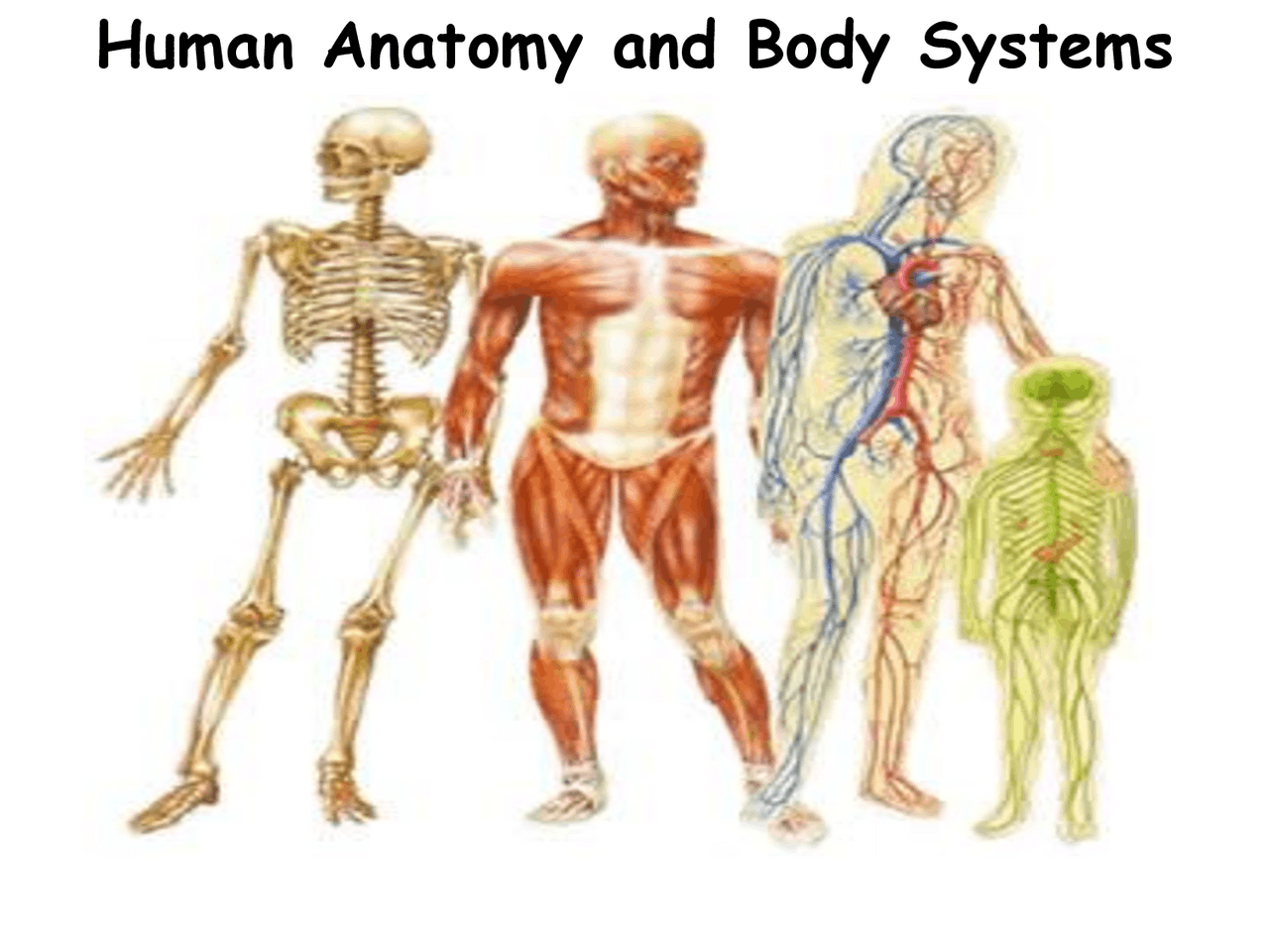 Human body parts and anatomy | Study notes Biology | Docsity