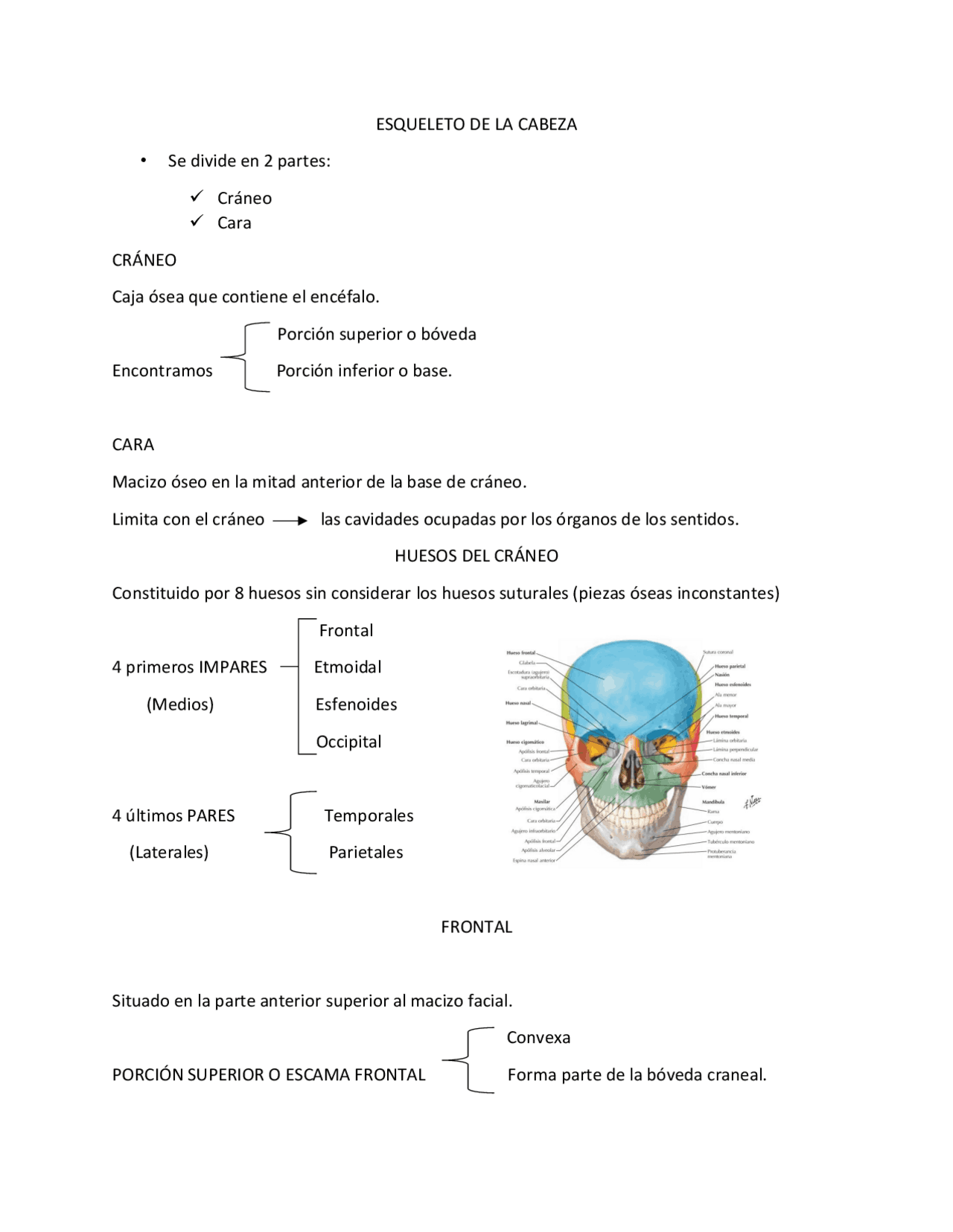Resumen Hueso Frontal Del Libro De Rouviere Docsity