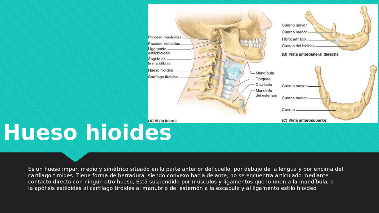 Hueso Hioides y sus caracteristica - Docsity