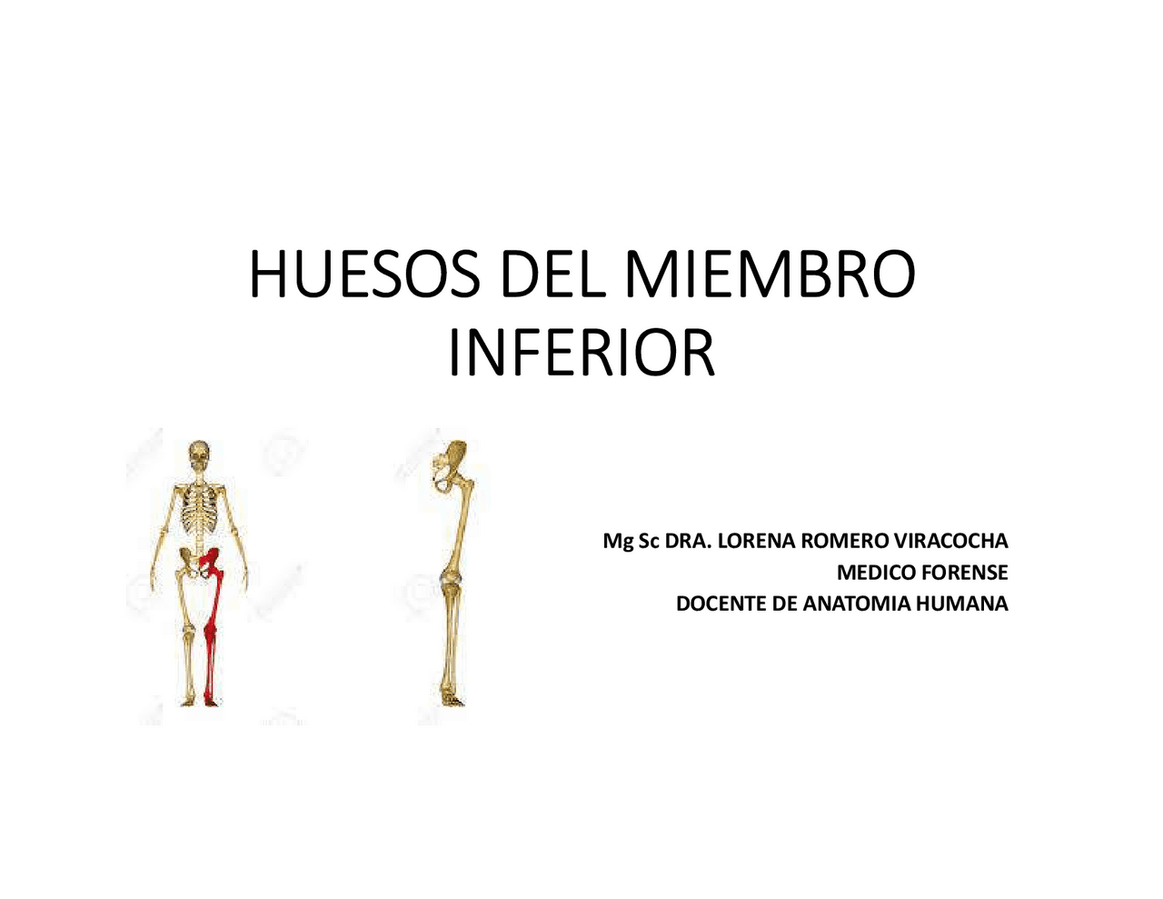 Huesos Del Miembro Inferior Docsity