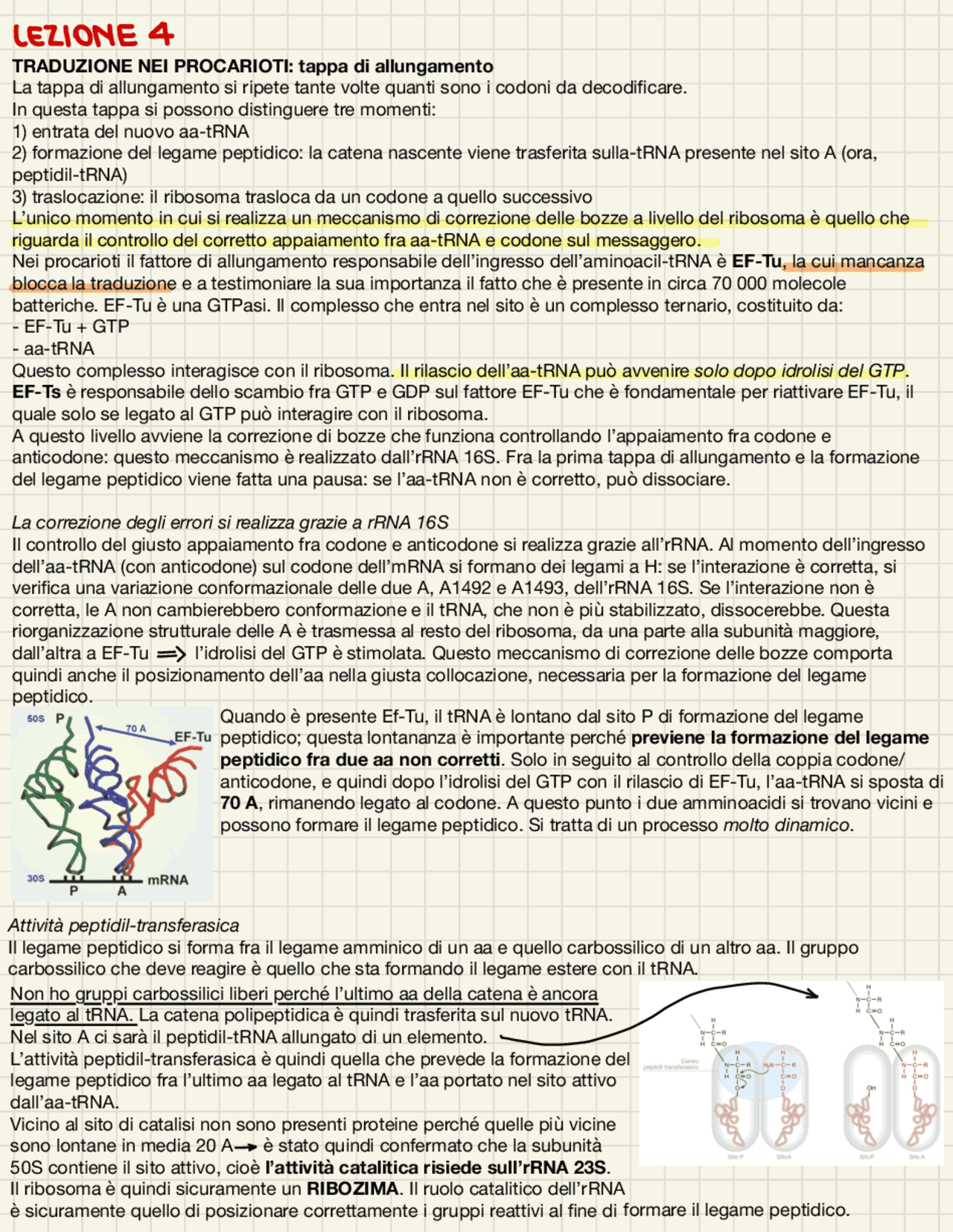 Appunti Di Proteine Docsity