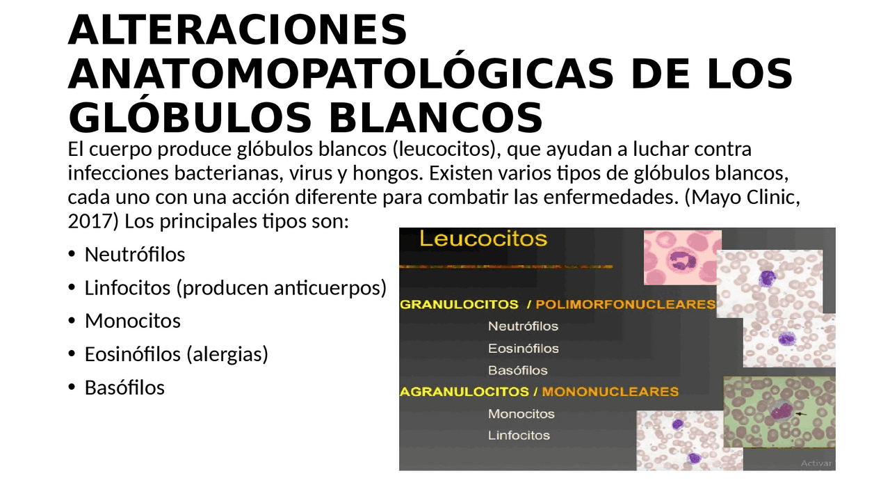Glóbulos Blancos Que Combaten Las Enfermedades