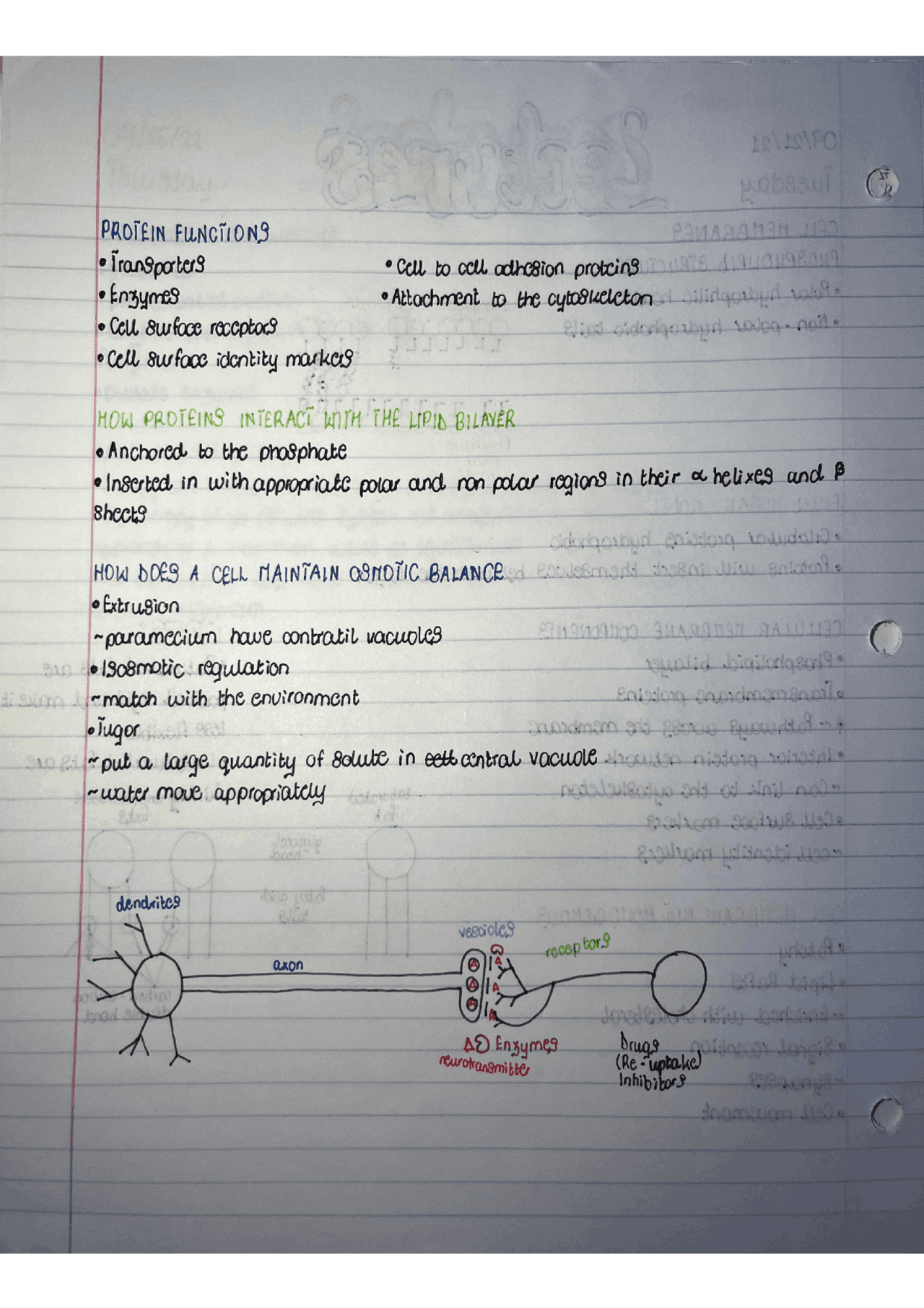 Cell Membranes Part 2 Docsity