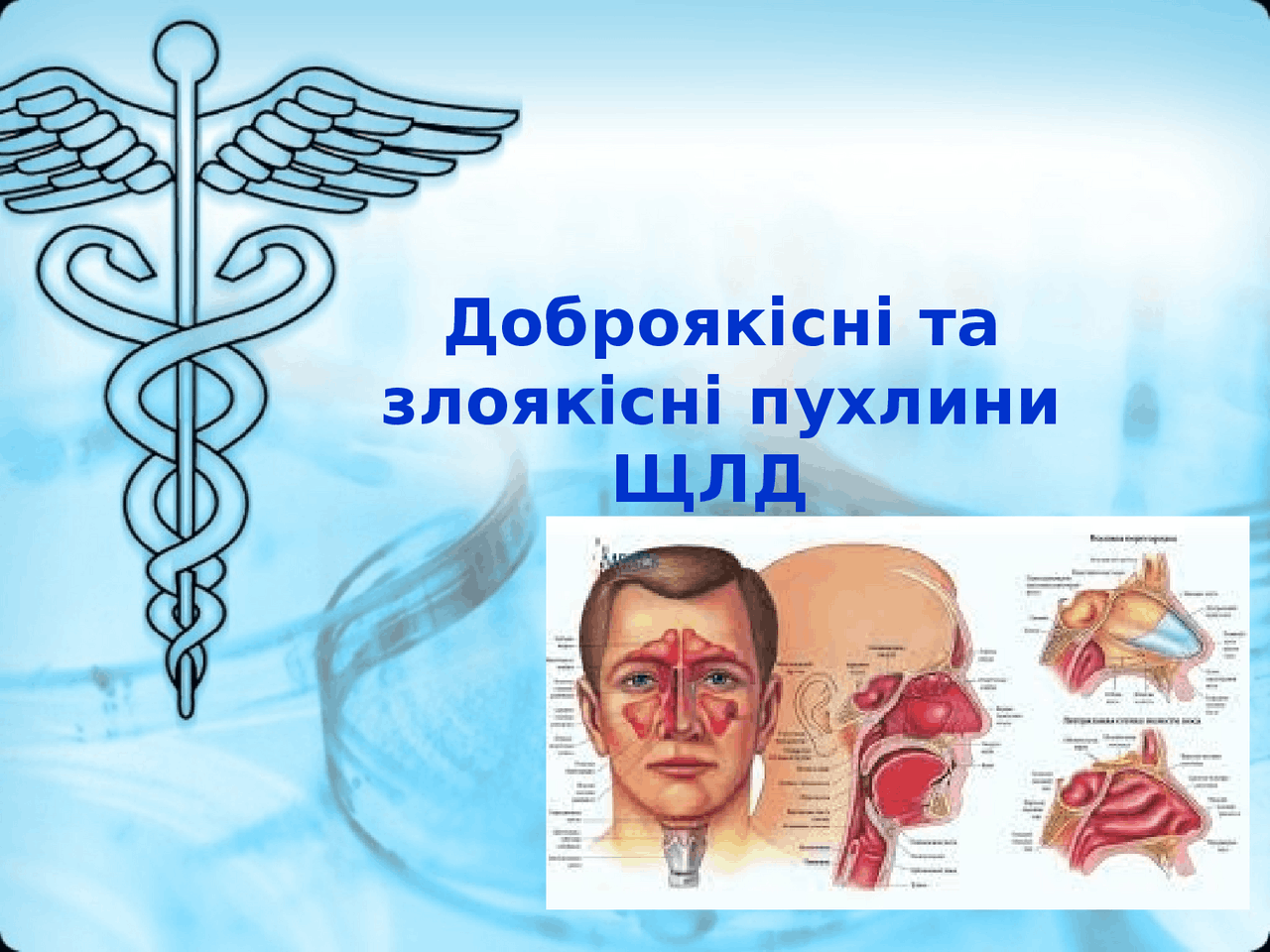 темы для презентаций Docsity