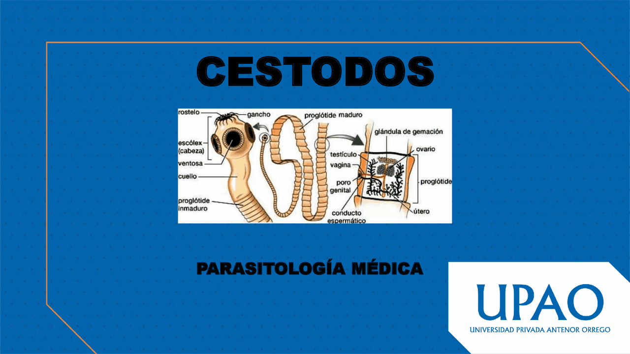 Cestodos Helmintos Docsity
