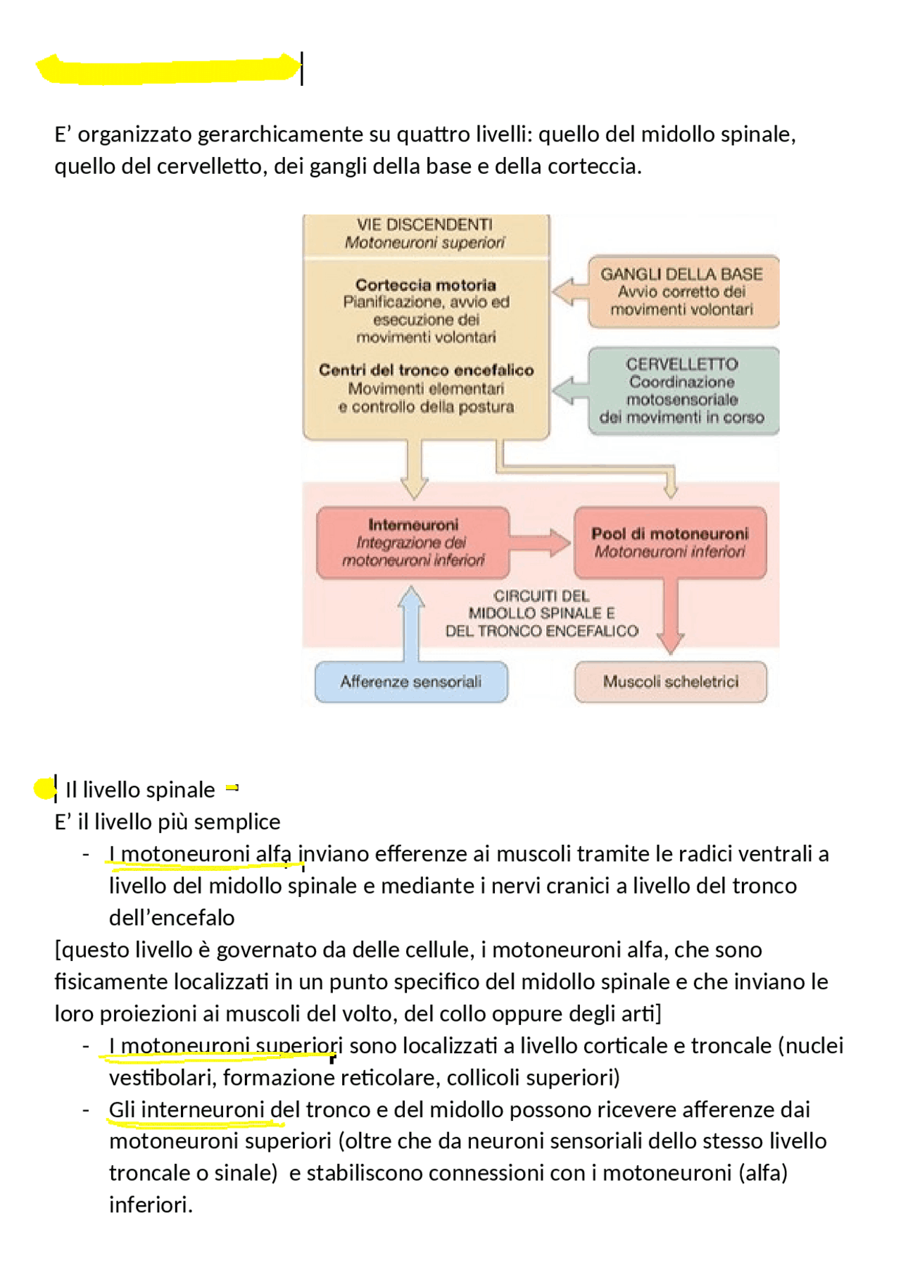 Il Sistema Motorio Completo Docsity
