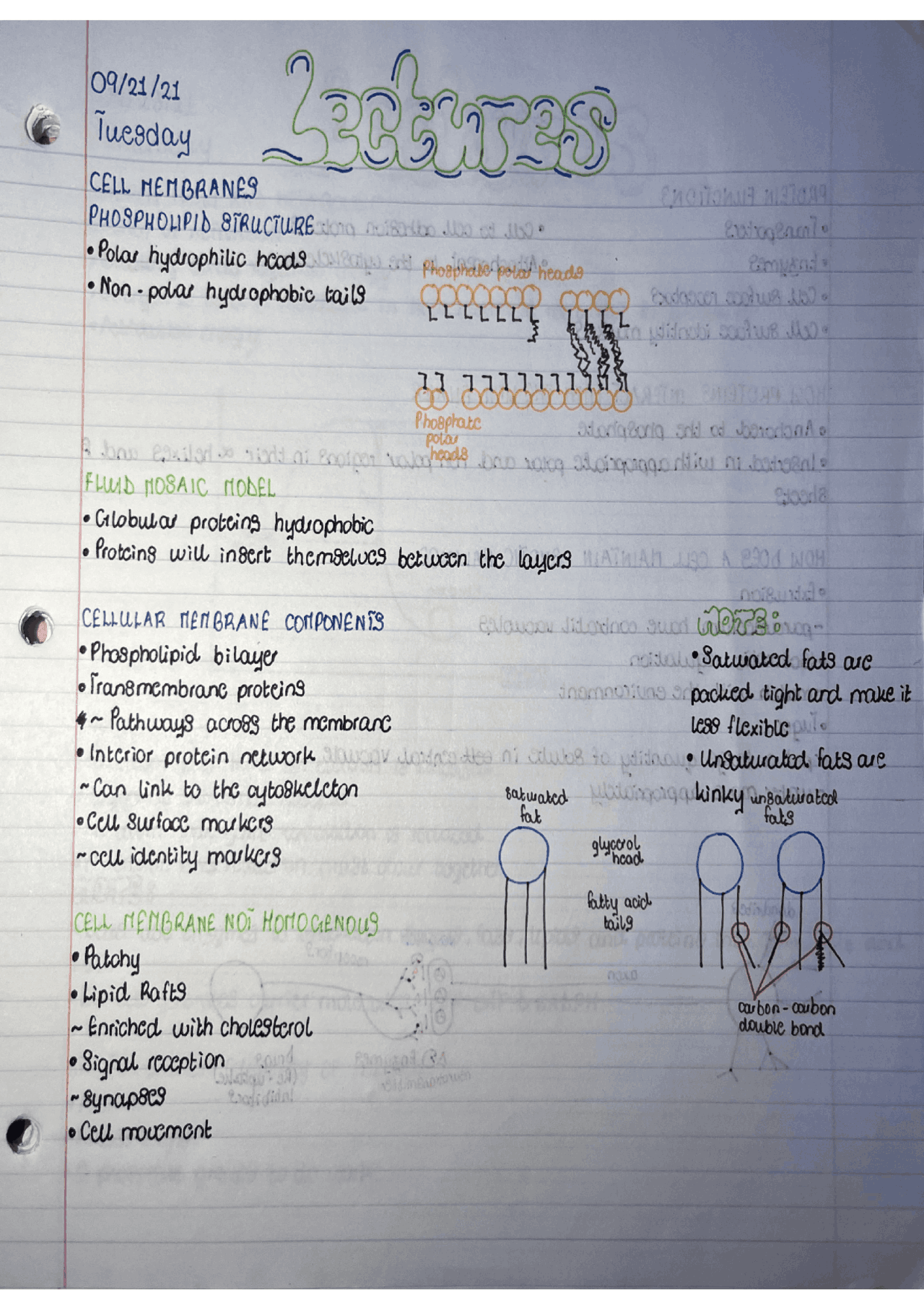 Cell Membranes (Intro to Biology) - Docsity