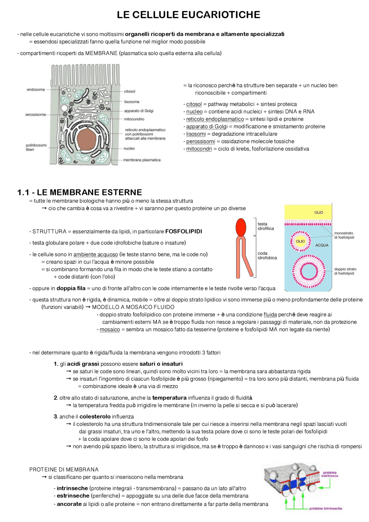 Appunti Di Biologia E Genetica Le Cellule Eucariotiche Docsity
