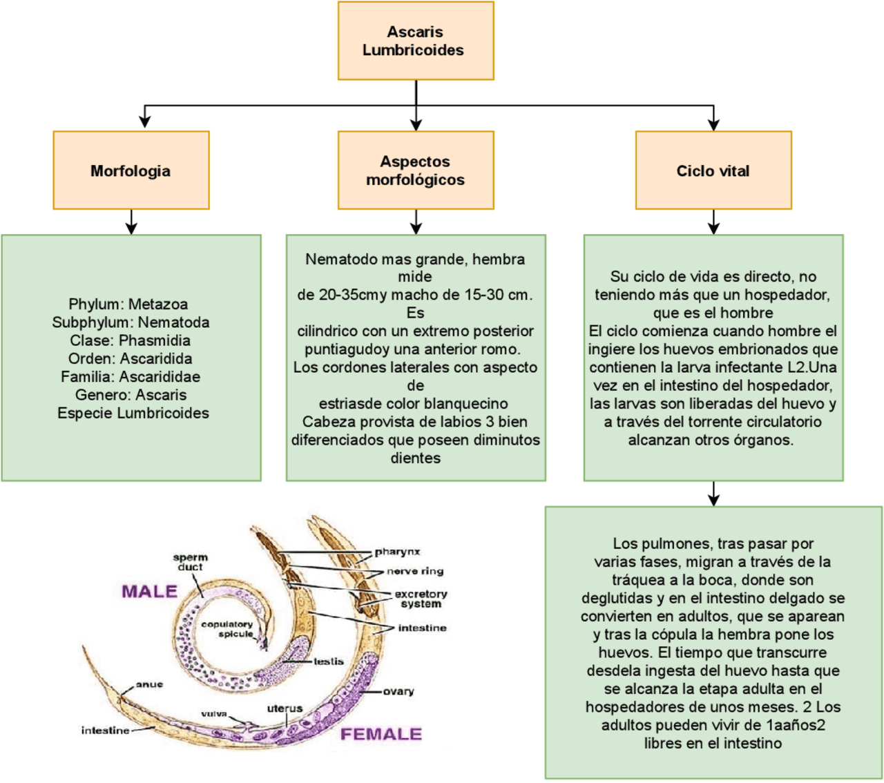 Parasito Y Micologia Esquemas Y Mapas Conceptuales De Parasitología