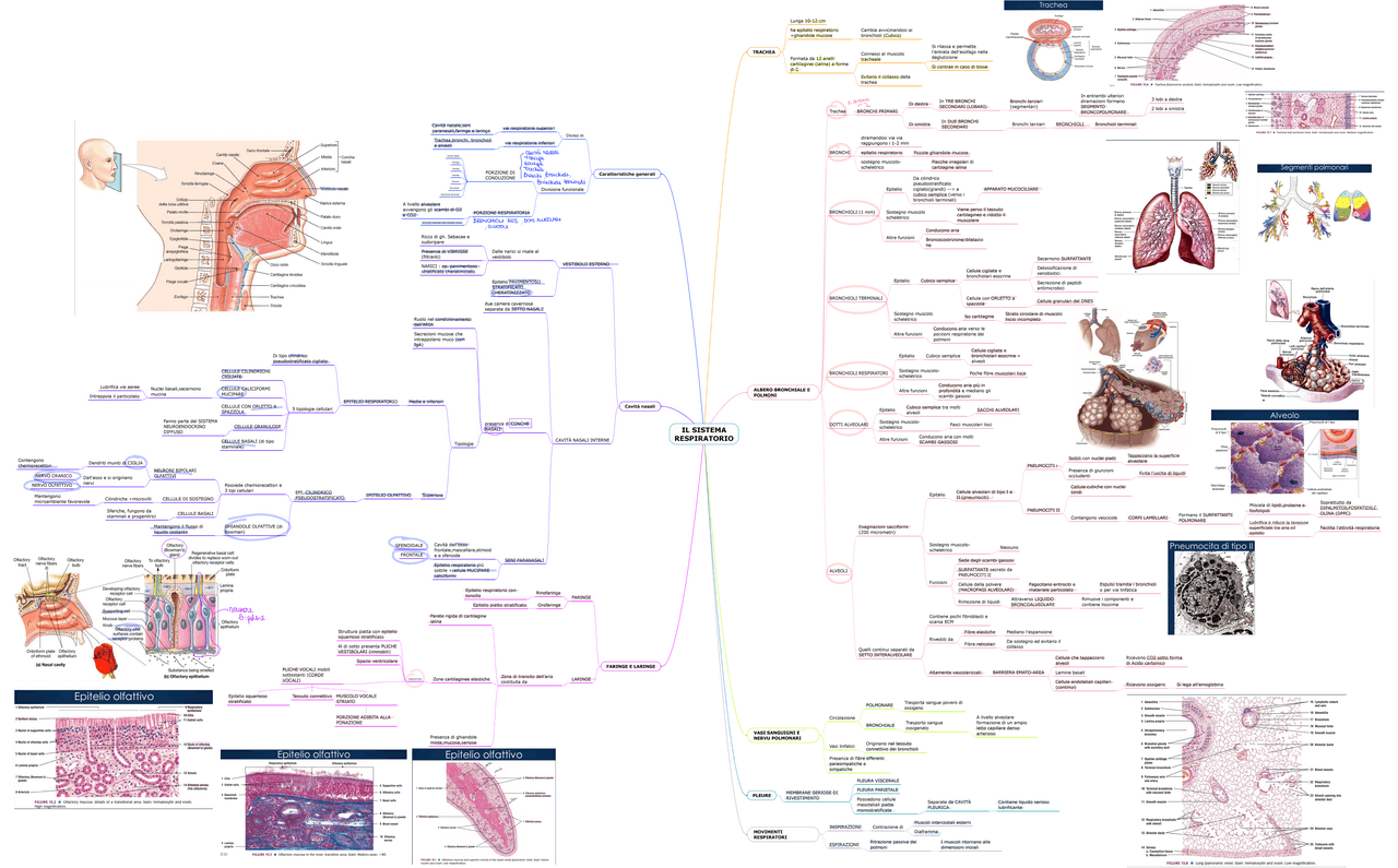 Il Sistema Respiratorio Docsity