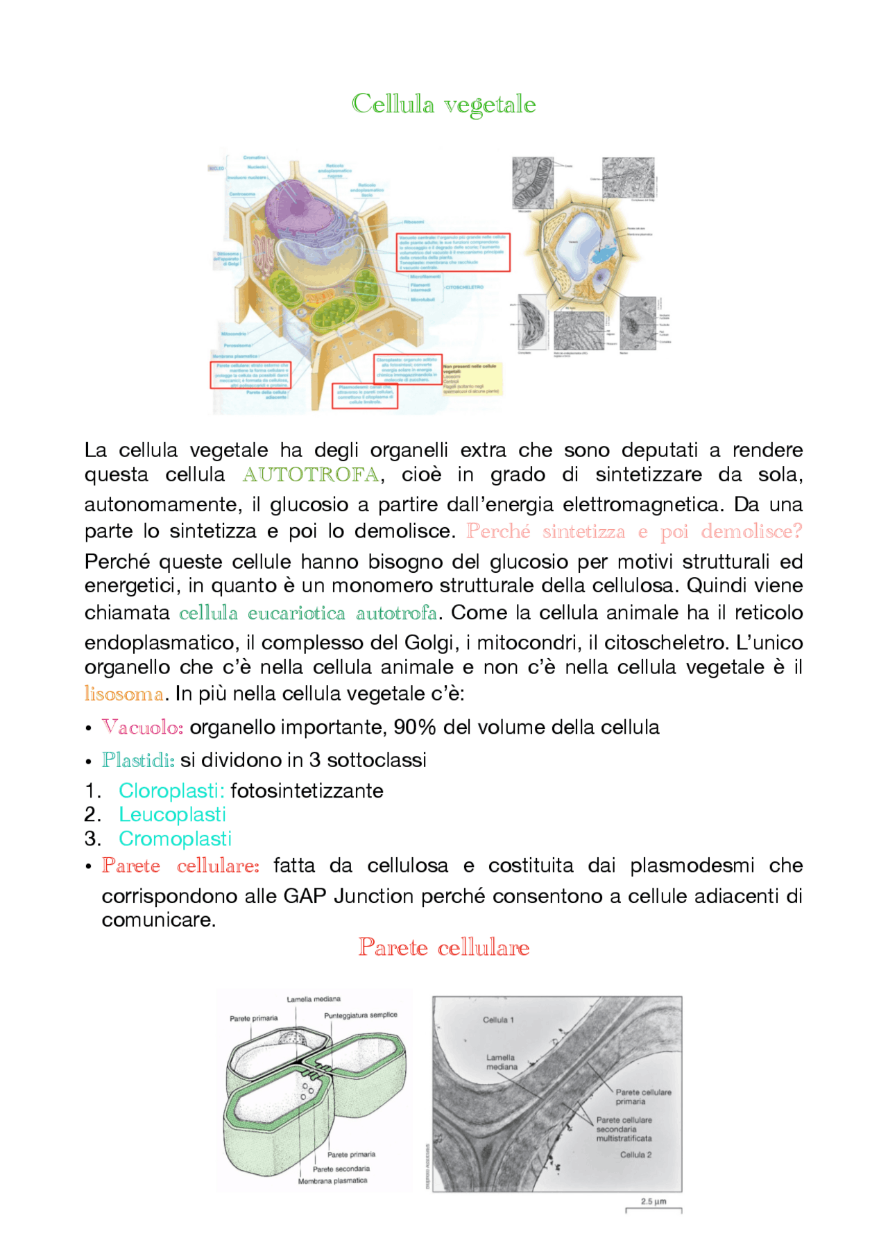 Mappa Concettuale Cellula Vegetale Docsity
