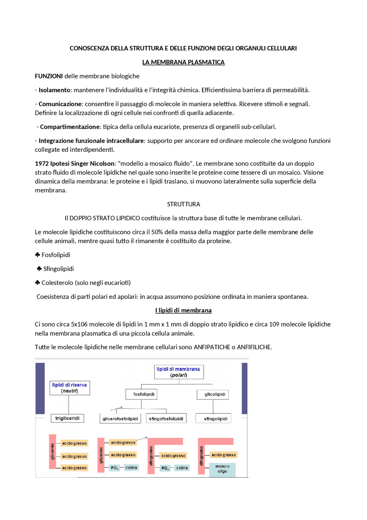 Membrana Plasmatica Appunti Docsity