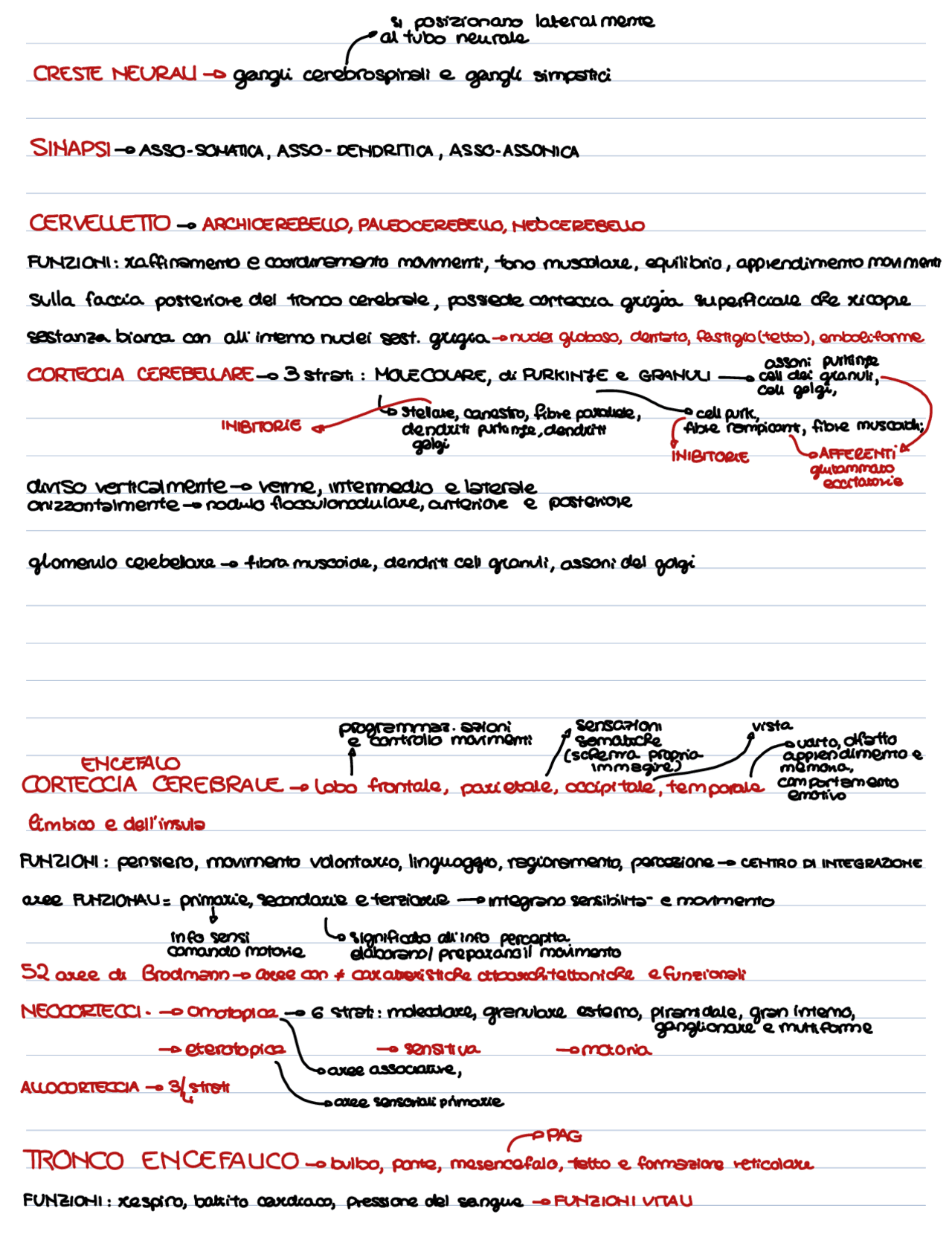 Schema esame Neuroanatomia - Docsity