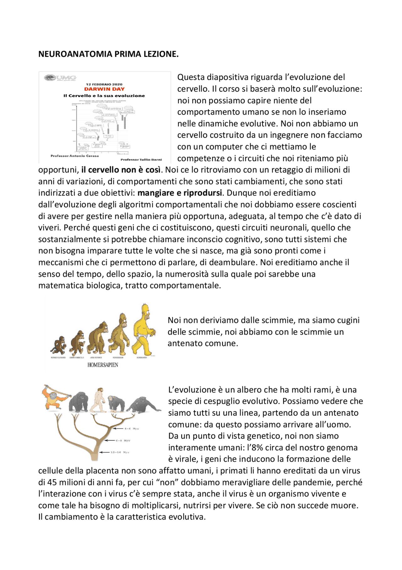 Appunti Di Neuroanatomia Docsity