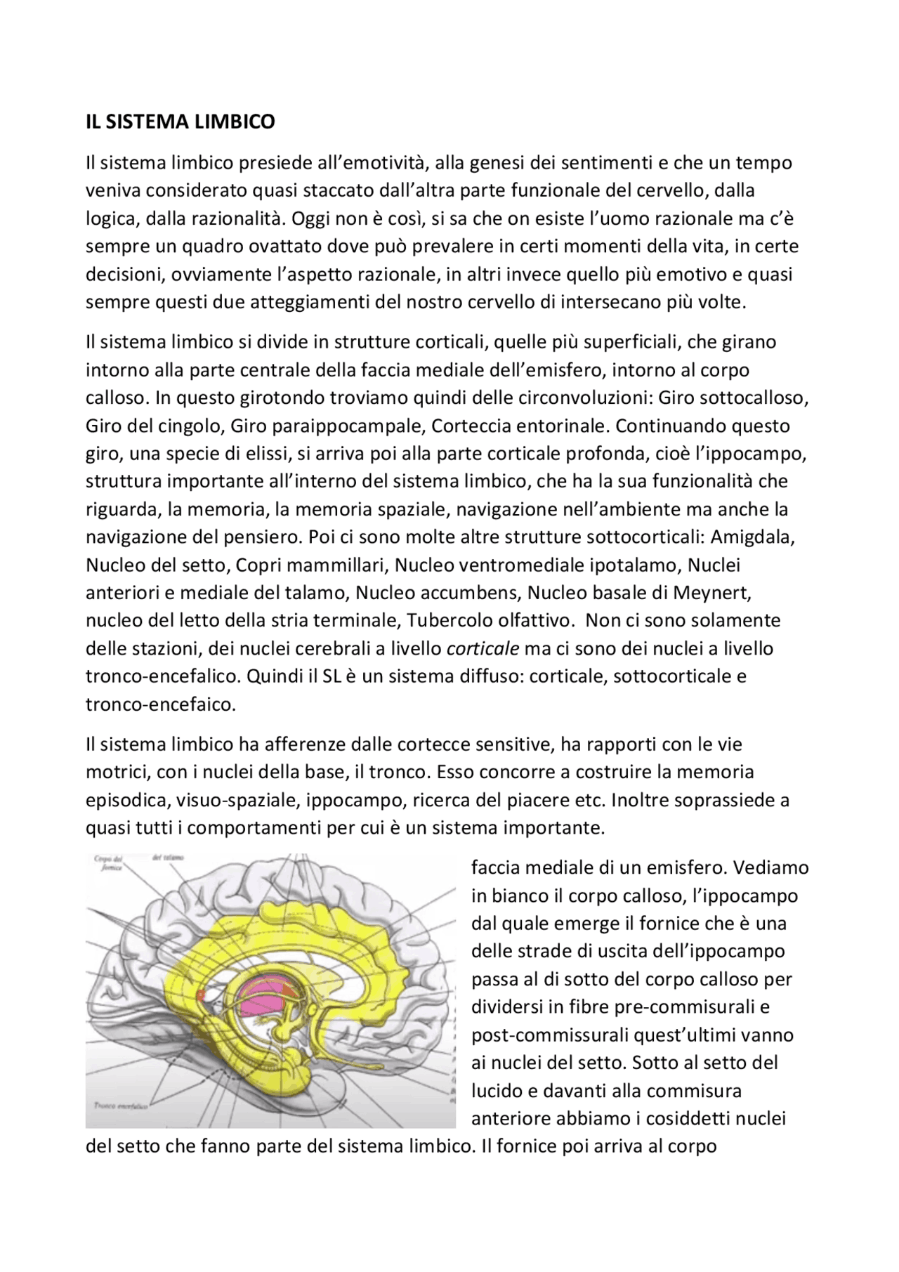 Appunti Di Neuroanatomia Docsity