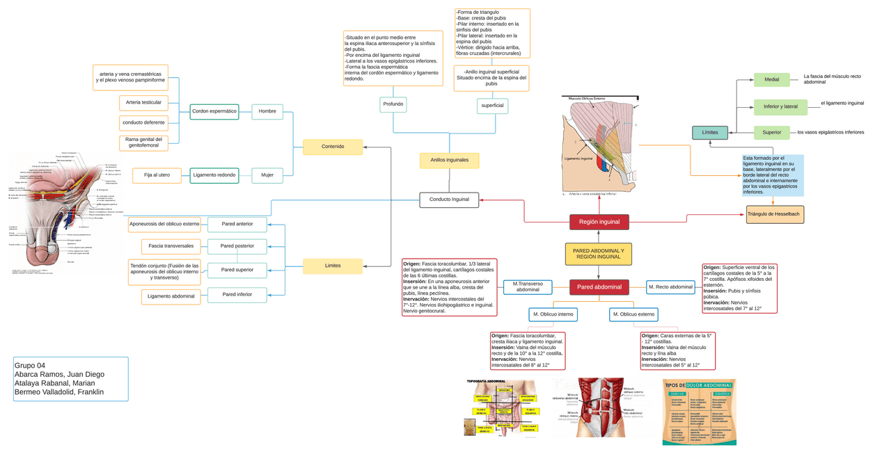 Pared Abdominal Practico Esquemas Y Mapas Conceptuales De Anatomía