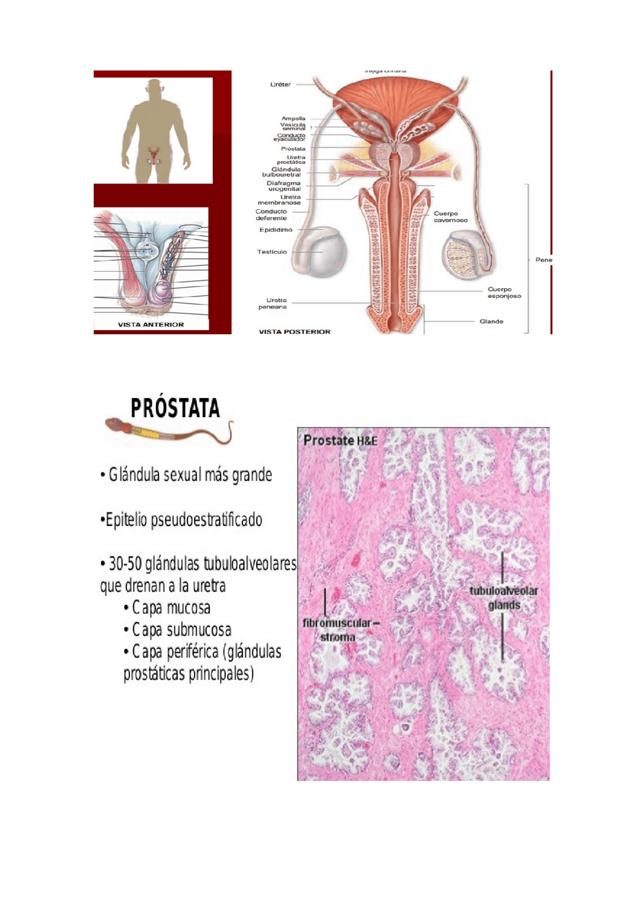 Laminas Histologicas Apuntes De Histología Docsity