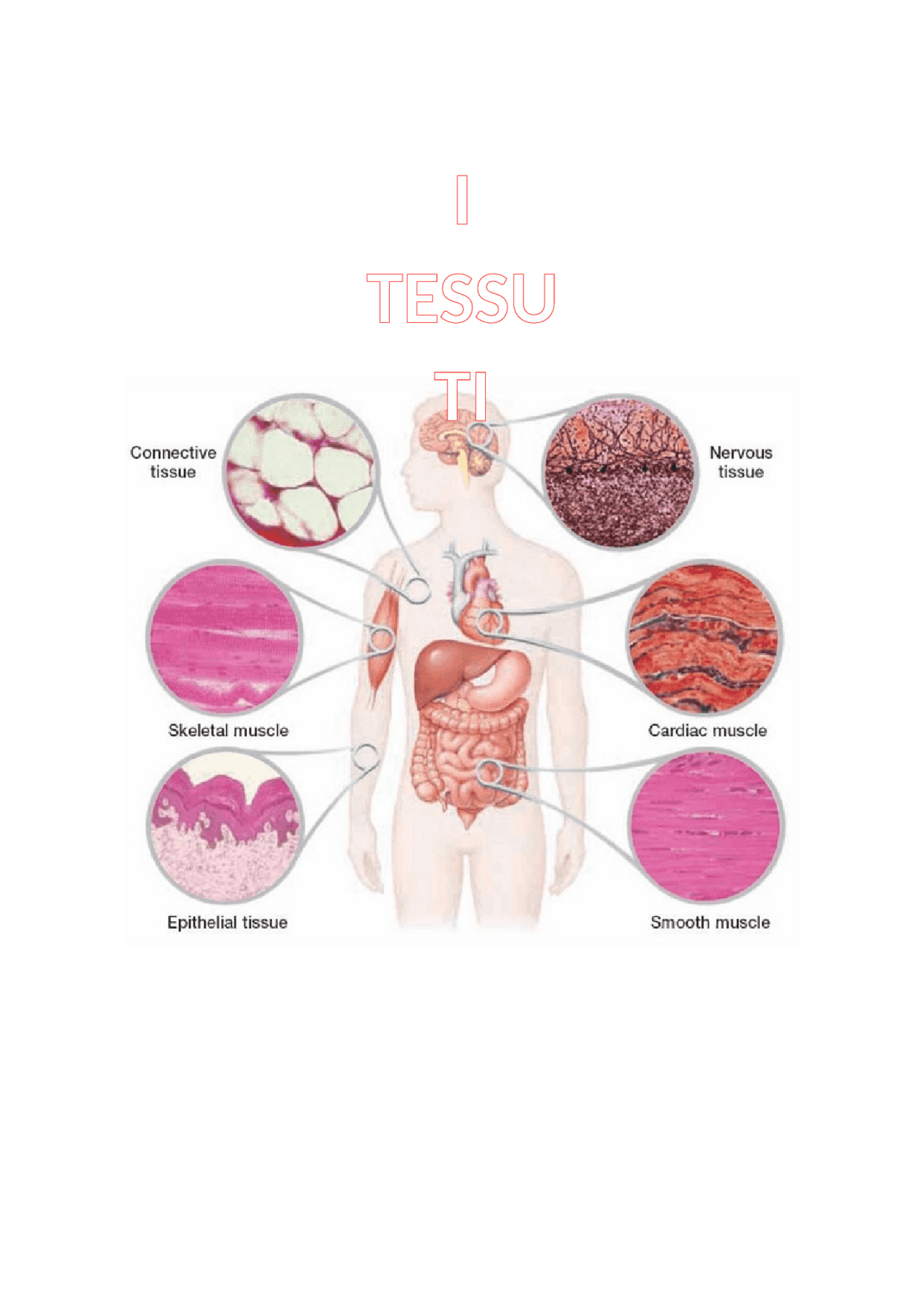 I Tessuti Del Corpo Umano Docsity