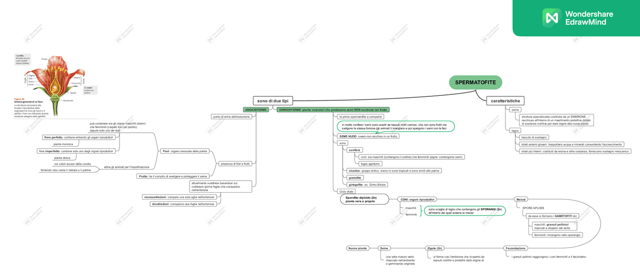 Schema Generale Sulle Piante Spermatofite Docsity