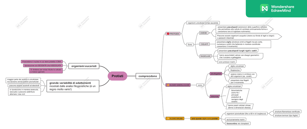 Schema Generale Sui Protisti Schemi E Mappe Concettuali Di Scienze