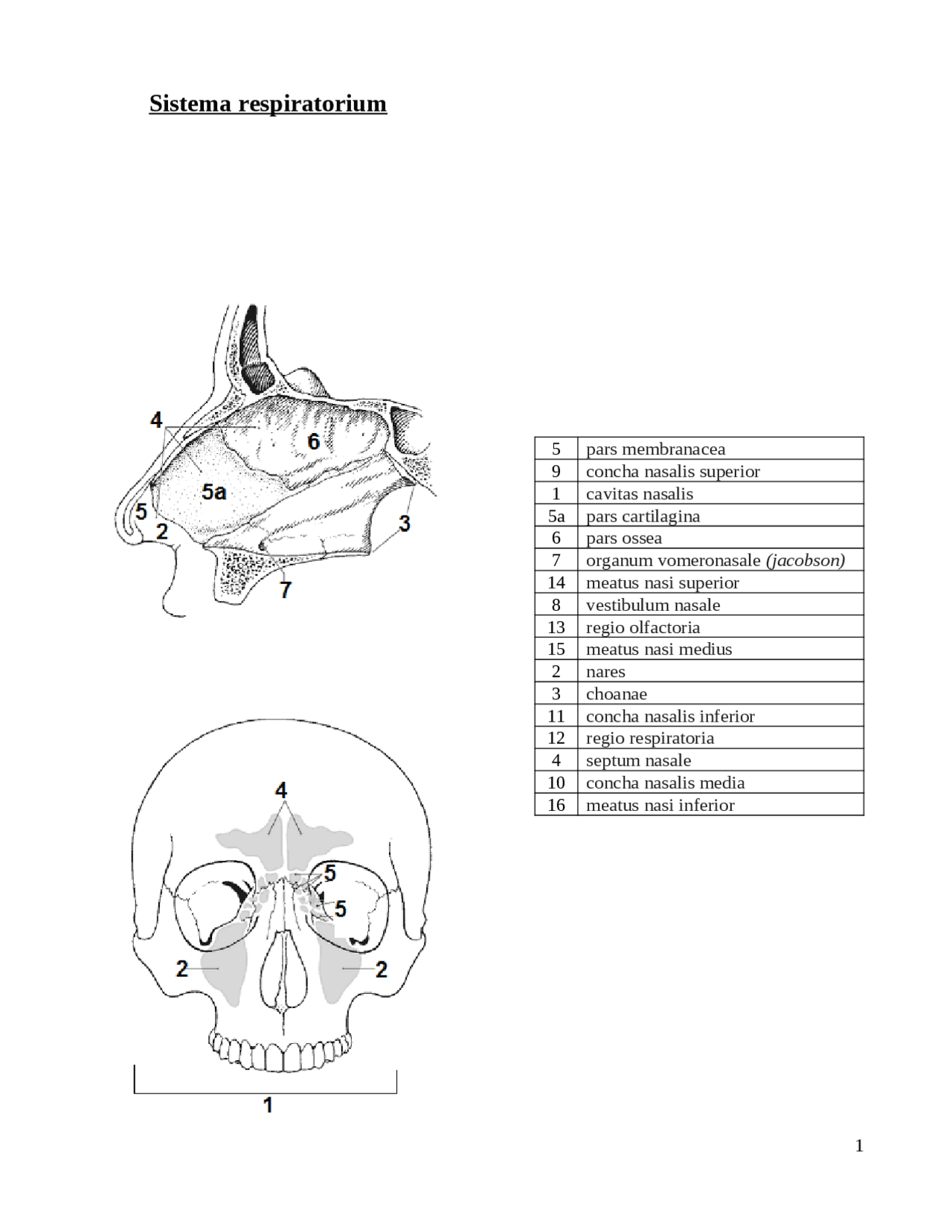 Anatomy Respiratory System Docsity