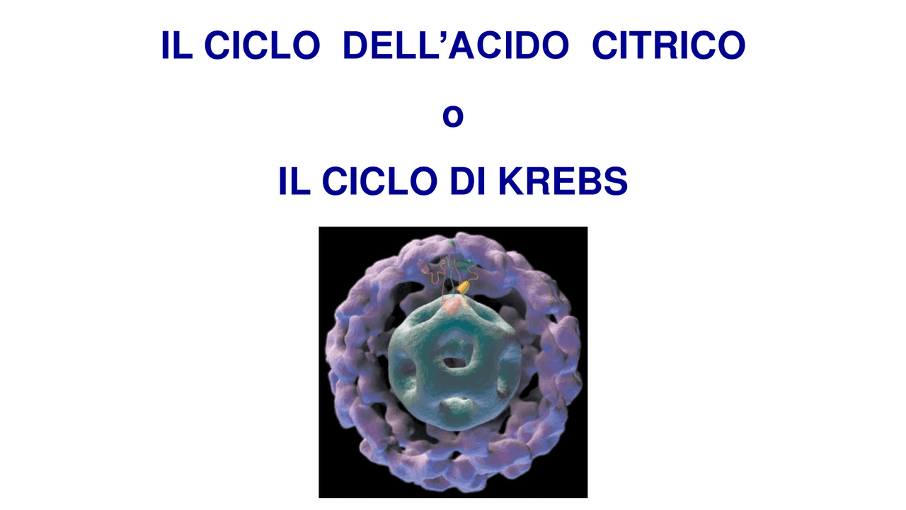 Appunti Ciclo Di Krebs Slide Di Biochimica Docsity
