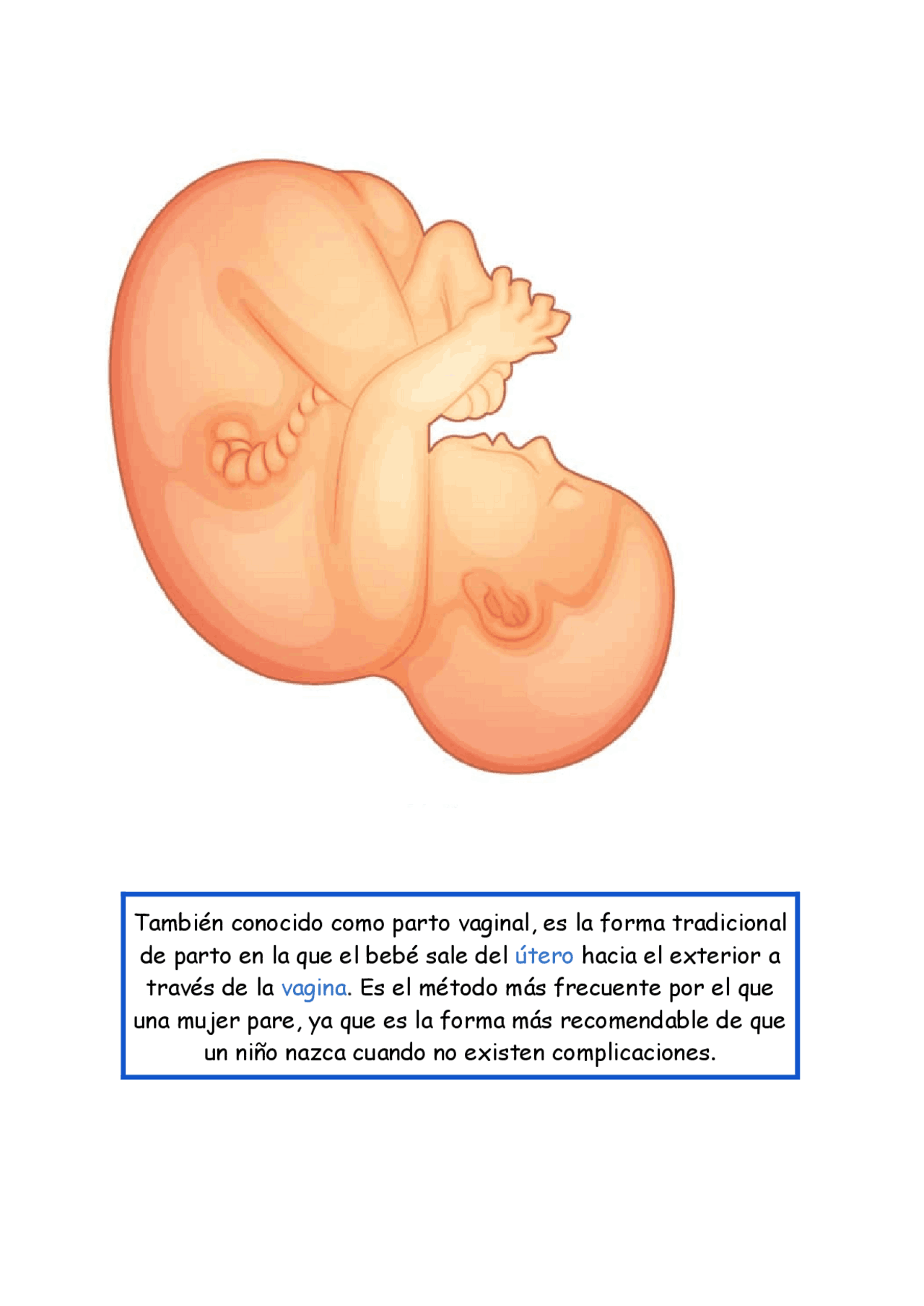 Desarrollo Embrionario Docsity