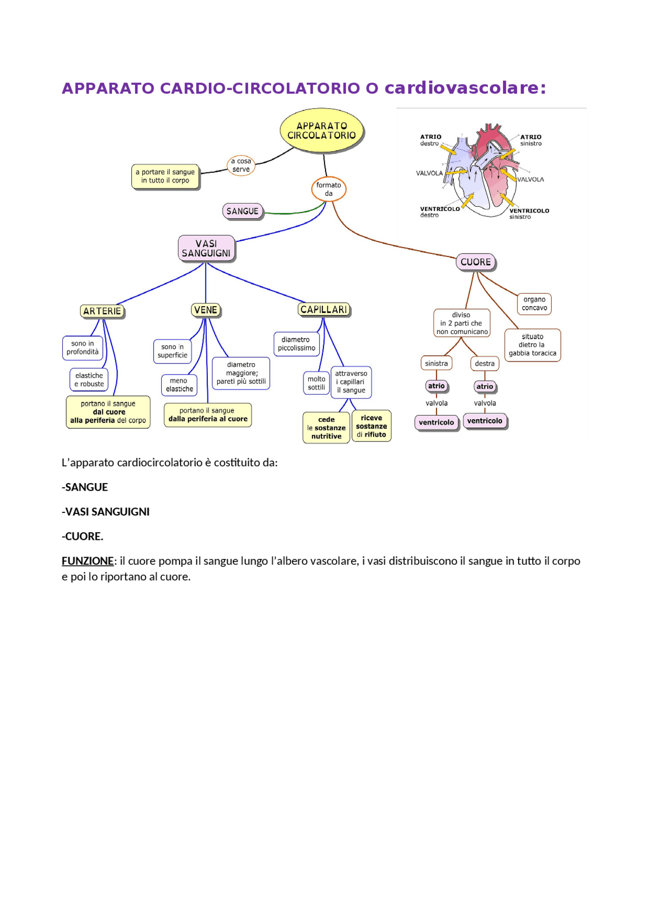 Apparato Cardiocircolatorio Sbobinature Di Anatomia Docsity