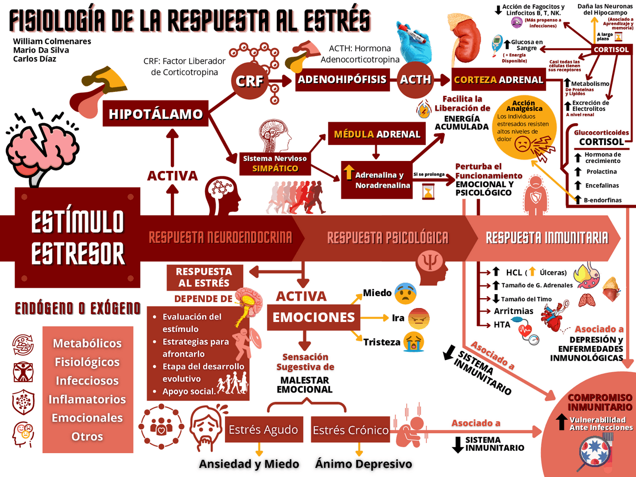 Procesos Fisiológicos del Estrés | Esquemas y mapas conceptuales de ...