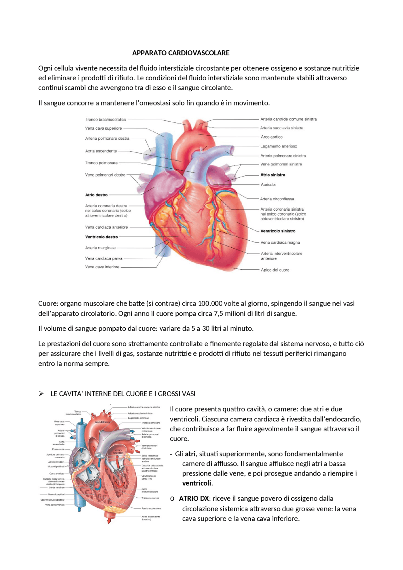 Apparato Cardiocircolatorio Docsity