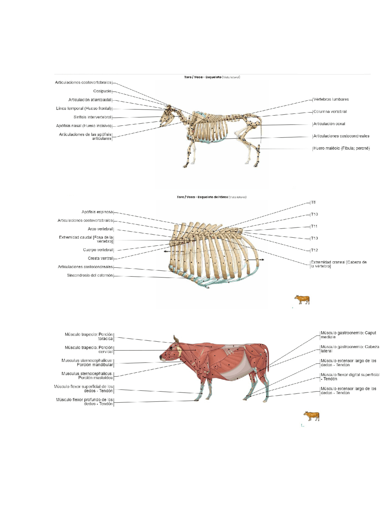 Anatomia comparada y general - Docsity