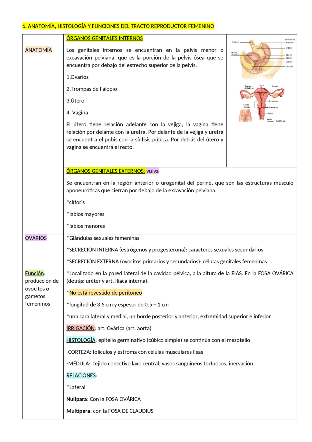 Anatomia Del Aparato Reproductor Femenino Docsity