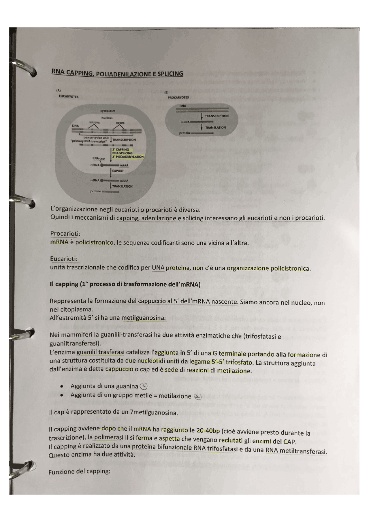 Biologia Molecolare Appunti Docsity