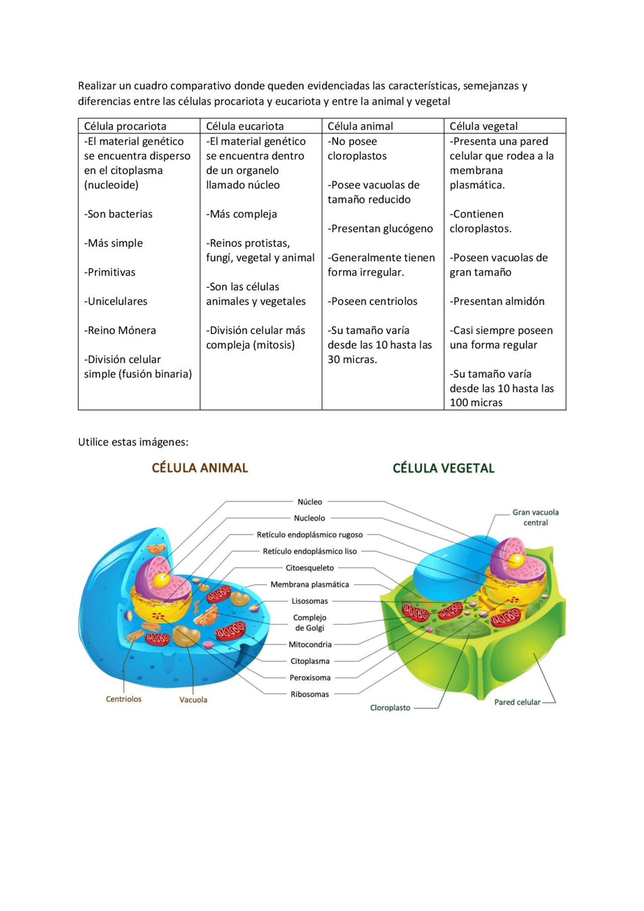 Cuadro comparativo; tipos de células. | Esquemas y mapas conceptuales ...