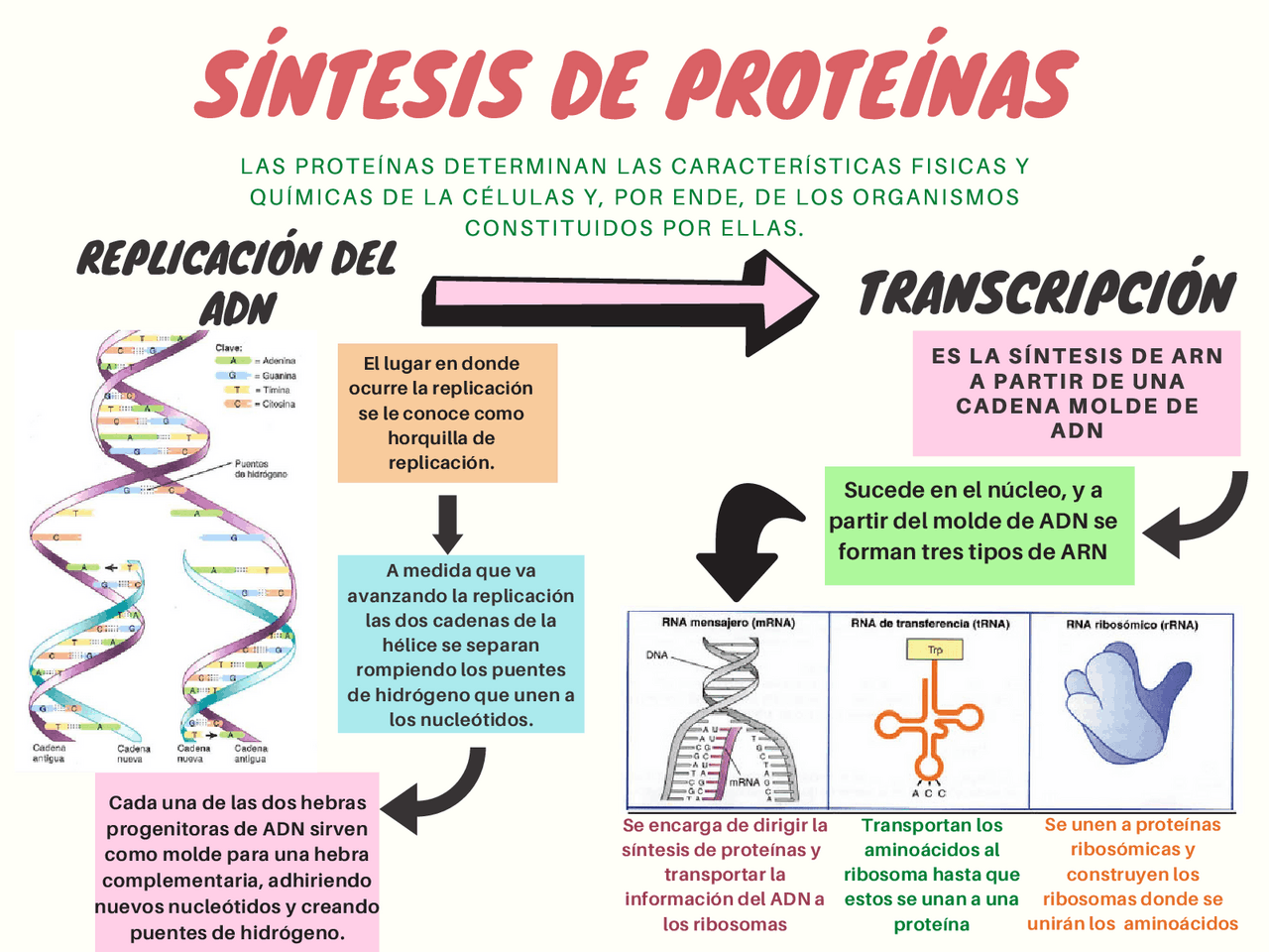 Biología Del Diagrama De Proteínas