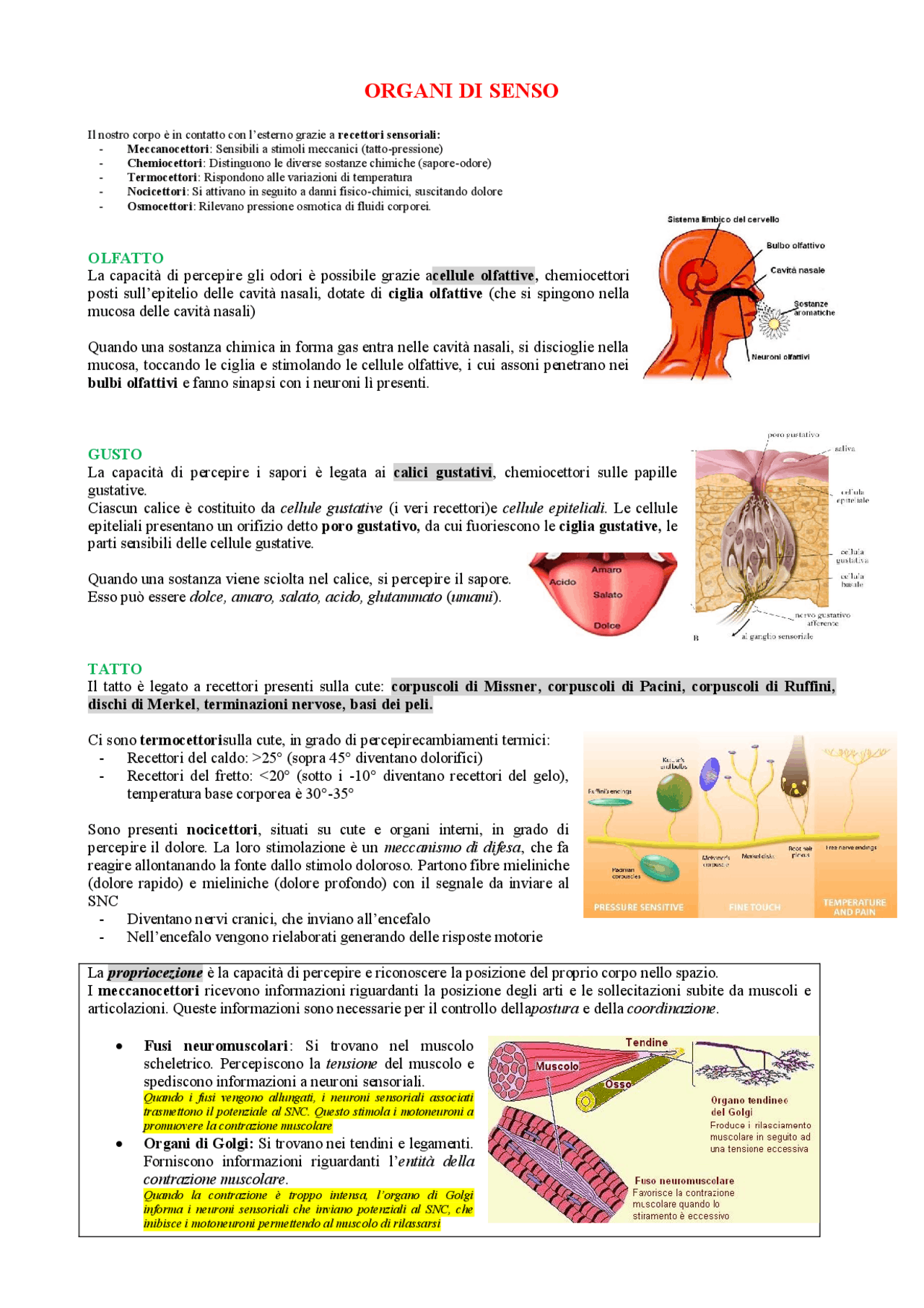 Anatomia Umana Riassunti Docsity