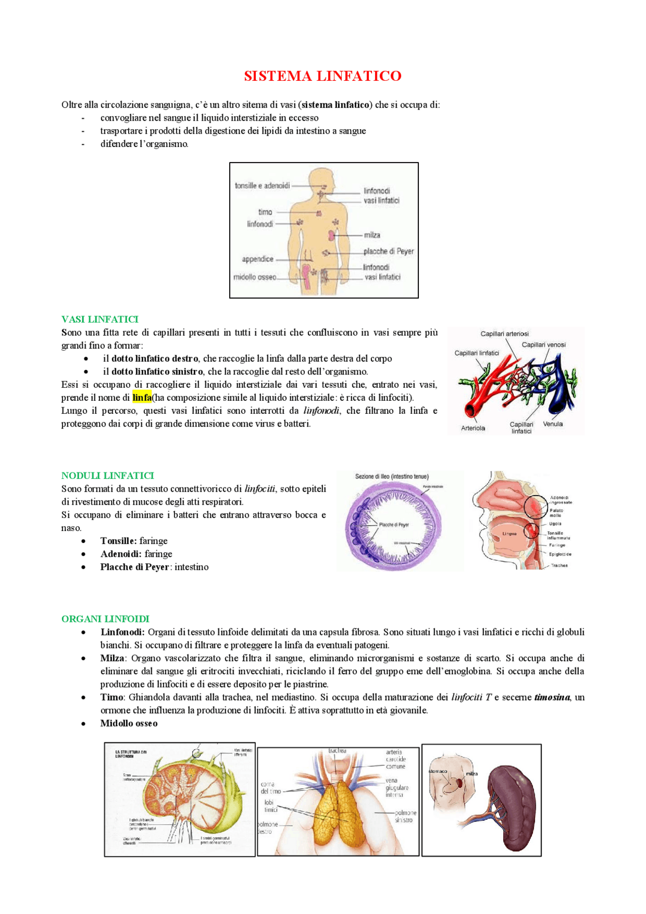 Anatomia Umana Riassunti Docsity