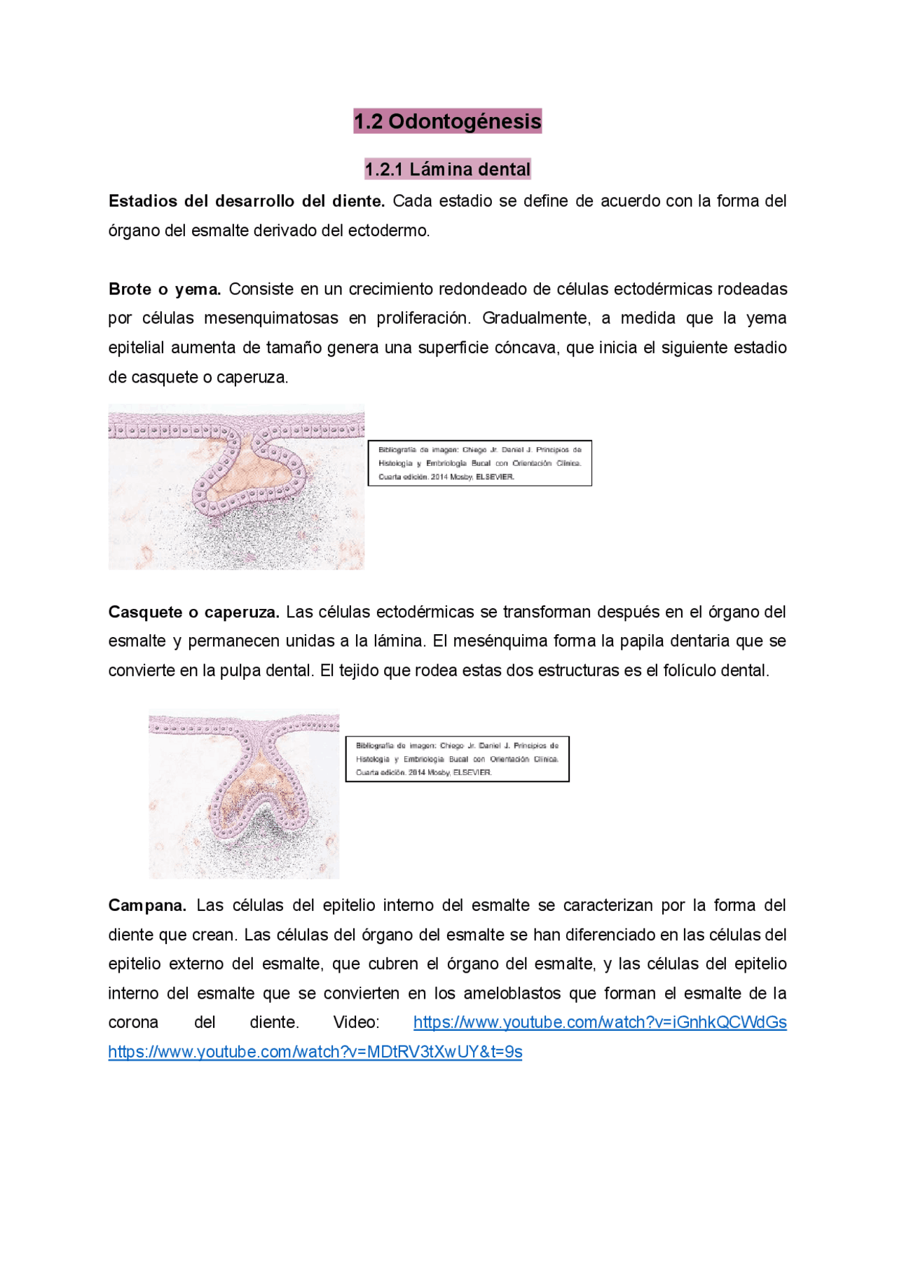 Etapas de la Odontogénesis | Guías, Proyectos, Investigaciones de ...
