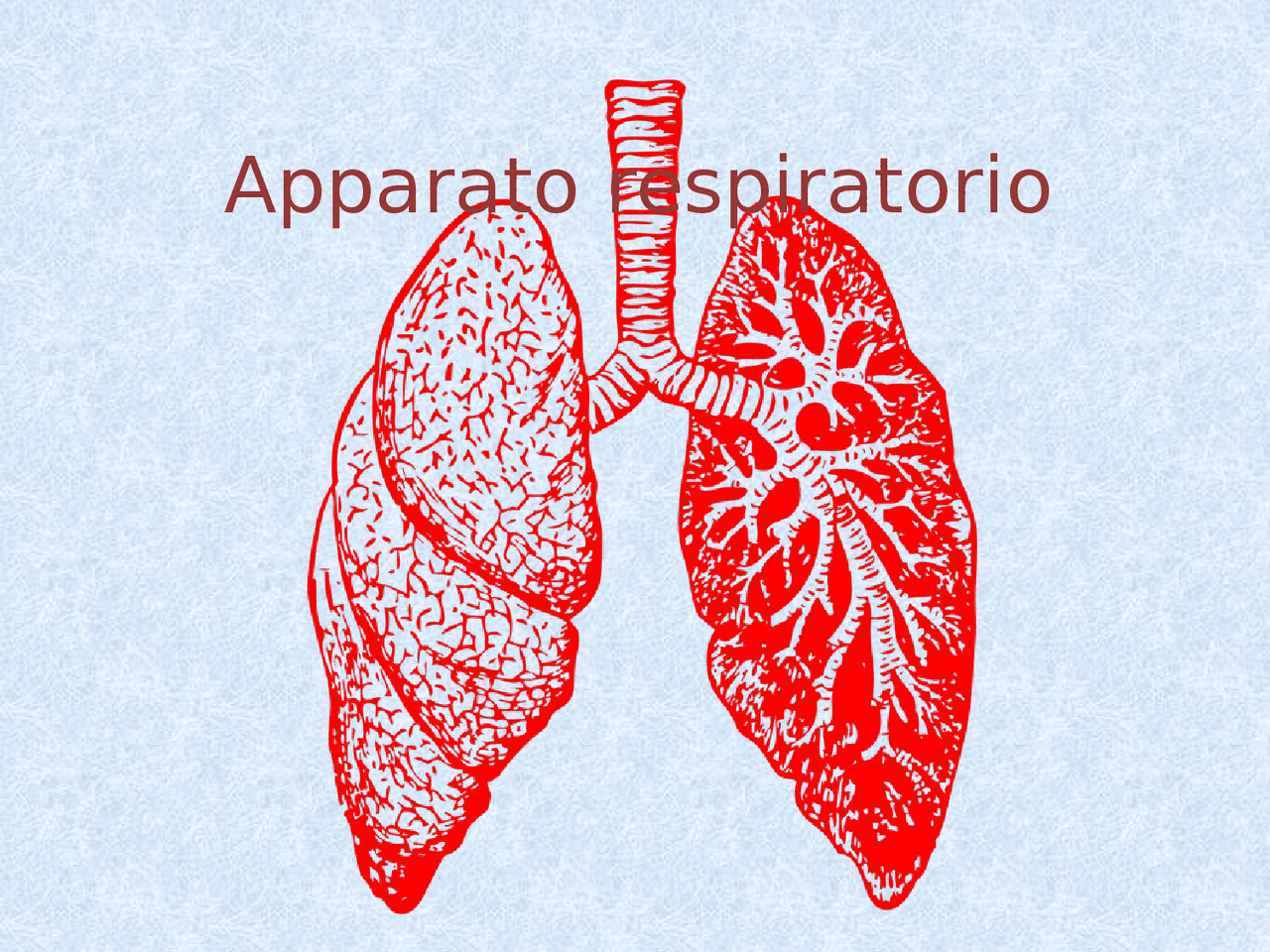 Apparato Respiratorio Power Point Docsity