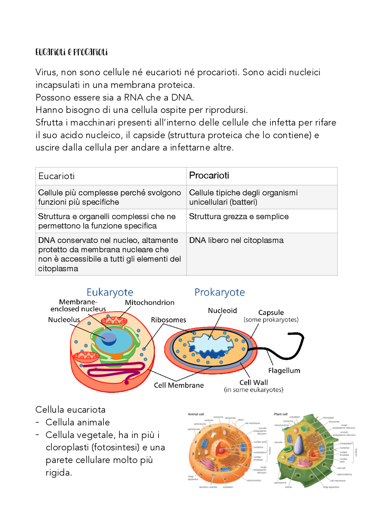 Cellule E Proteine Di Membrana Docsity