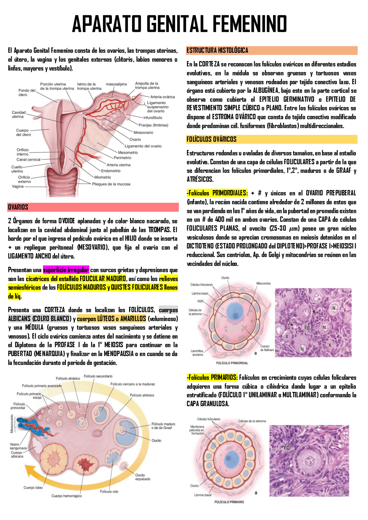 Histología Del Aparato Reproductor Femenino Docsity