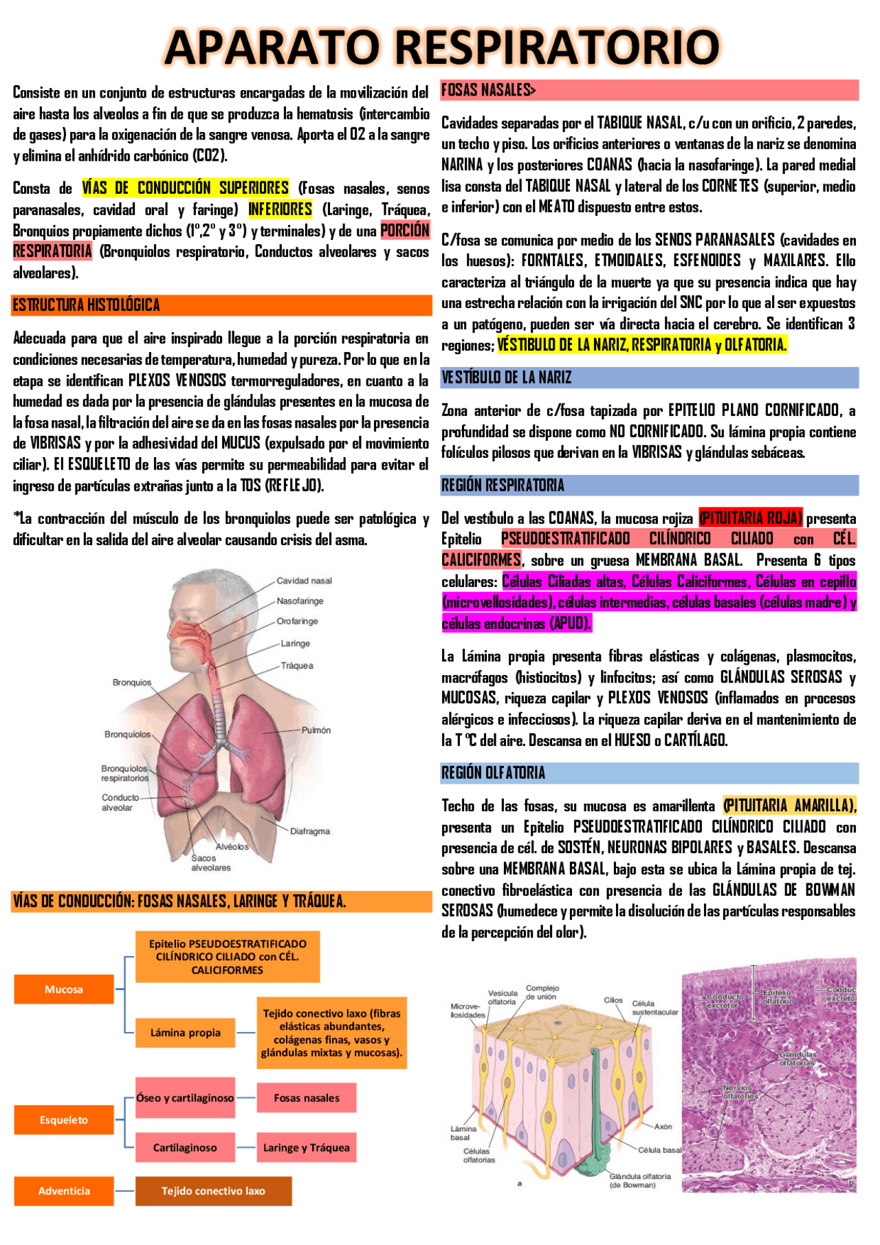 Histología Del Aparato Respiratorio Docsity