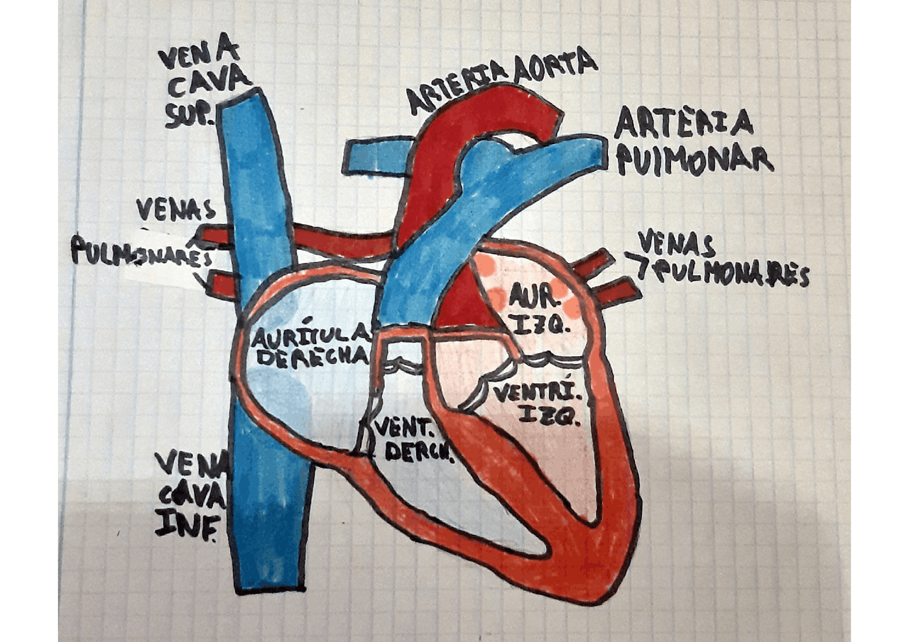 Ilustracion de las partes del corazon - Docsity
