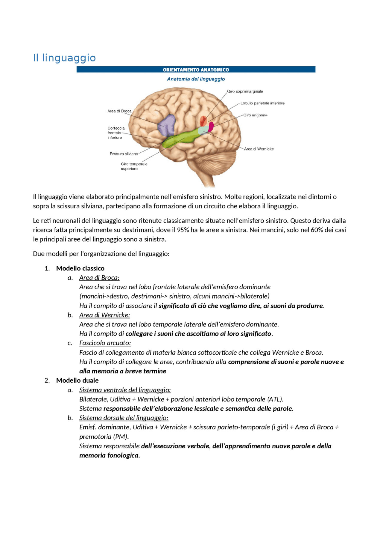 Appunti Quarta Lezione Neuroscienze Docsity