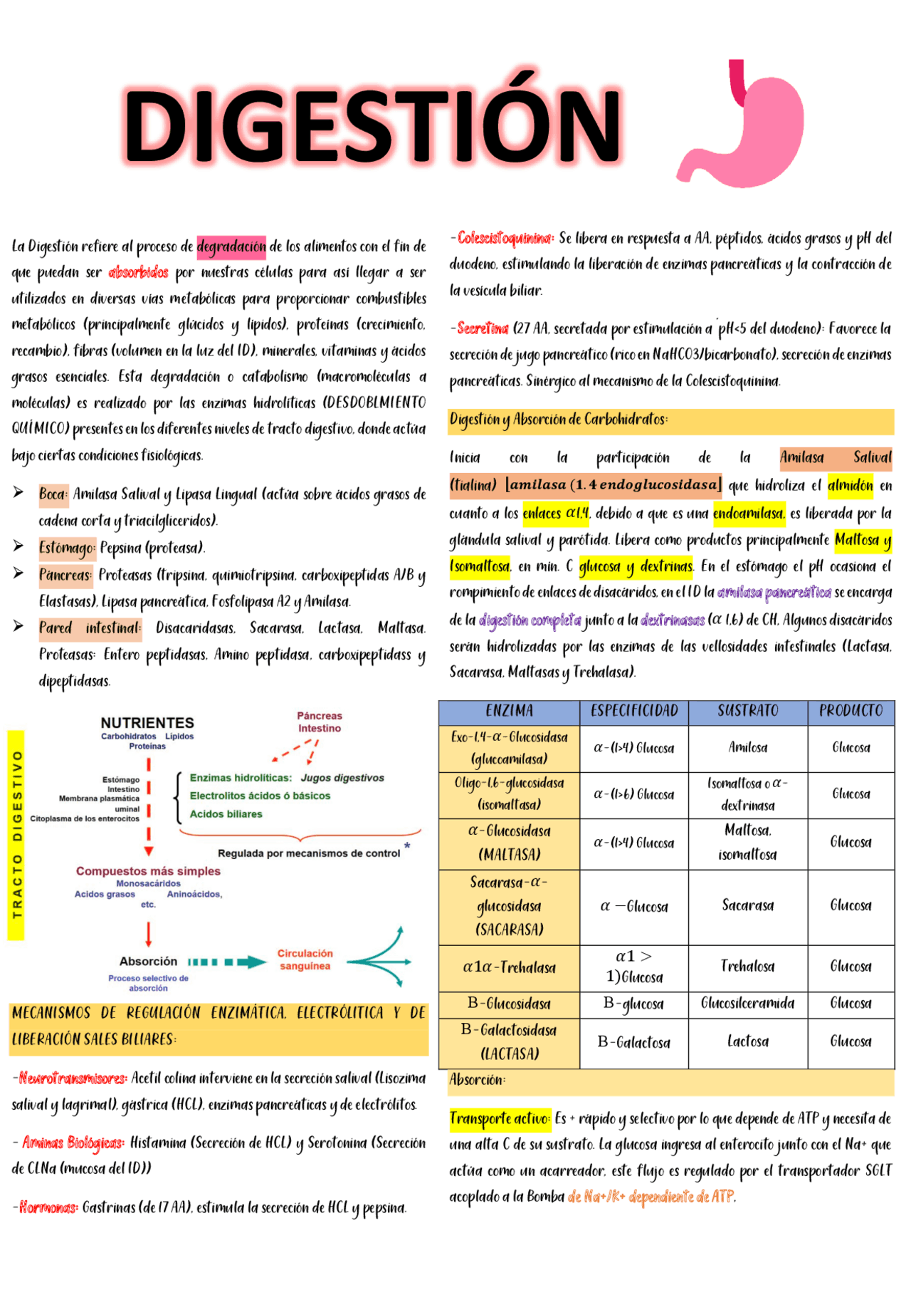 Digestión y absorción de nutrientes - Docsity