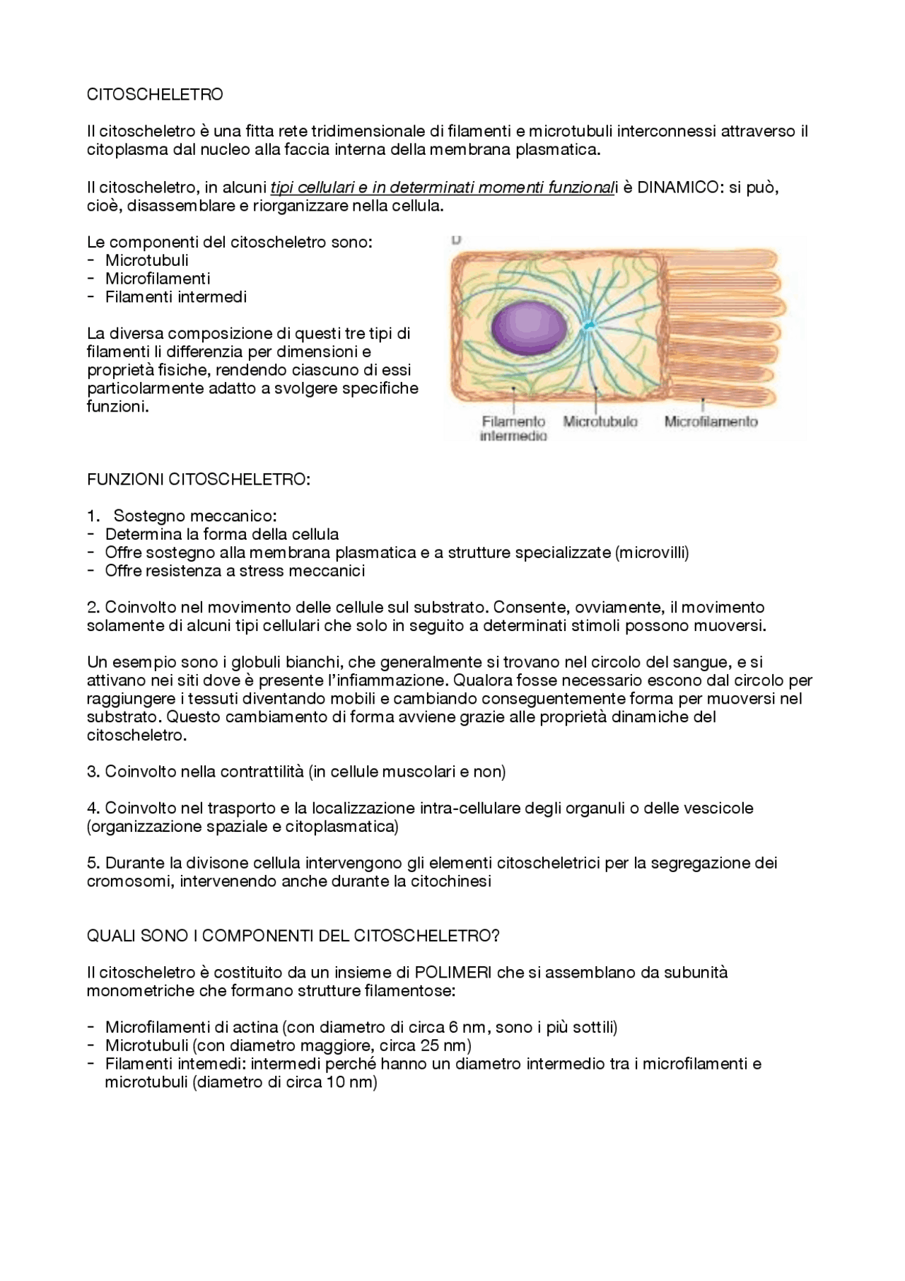 Riassunto Dettagliato E Completo Dei Citoscheletro Docsity