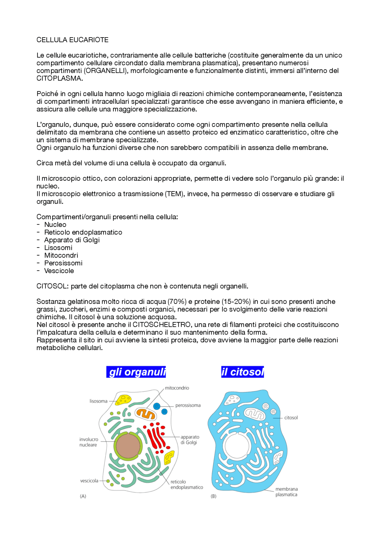 Introduzione cellula eucariote (RE, apparato di Golgi, endocitosi ed esocitosi) - Docsity