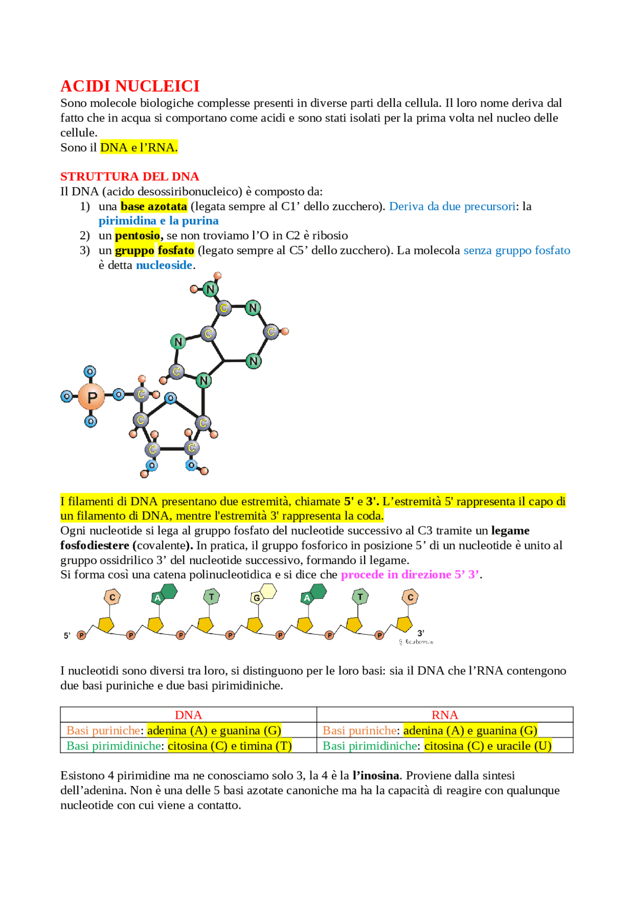 Esempi Di Acidi Nucleici