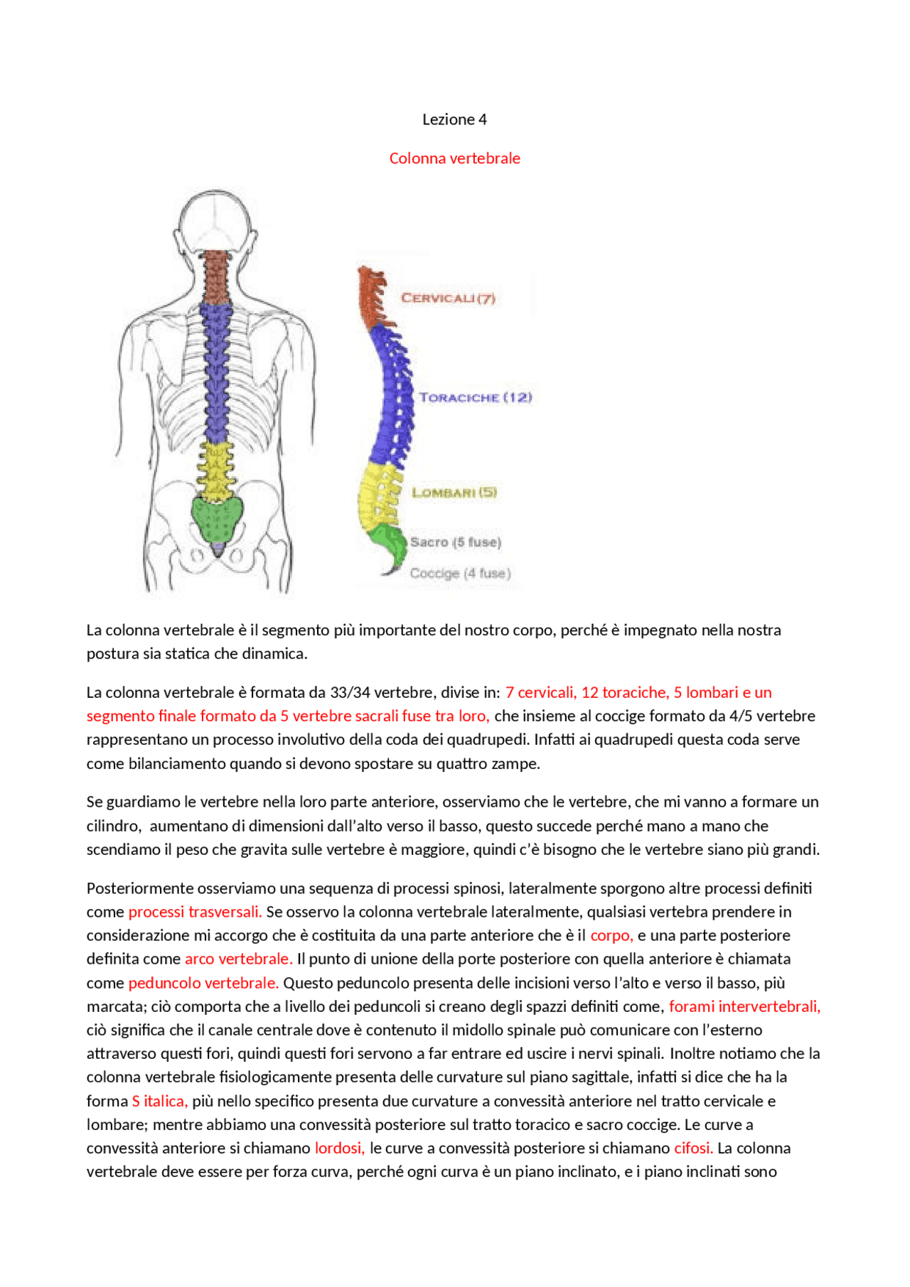 Anatomia Umana Scienze Motorie Docsity
