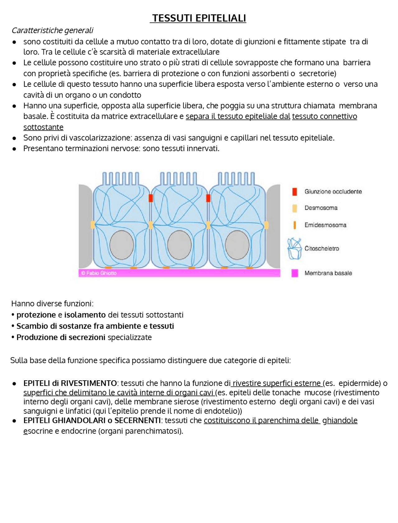 Appunti Sul Tessuto Epiteliale Sbobinature Di Citologia Docsity